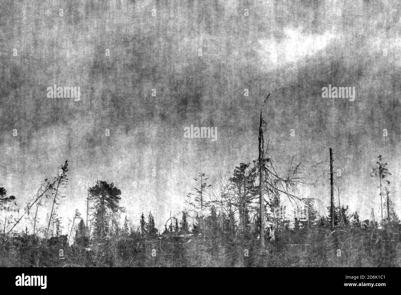 Pine clearing forest art hi-res stock photography and images - Alamy