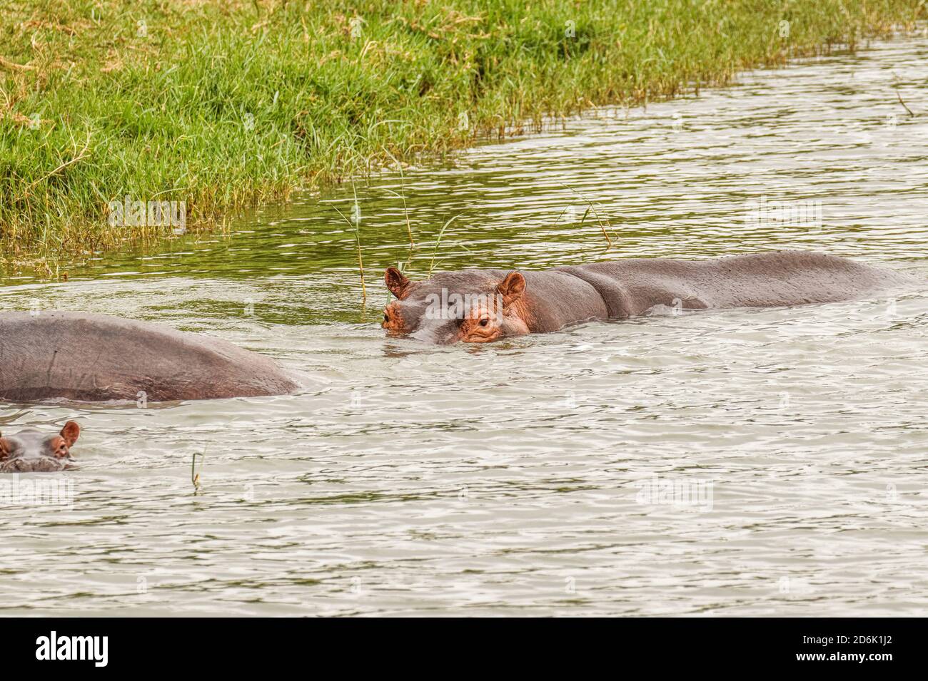 The common hippo (Hippopotamus amphibius), Queen Elizabeth National ...