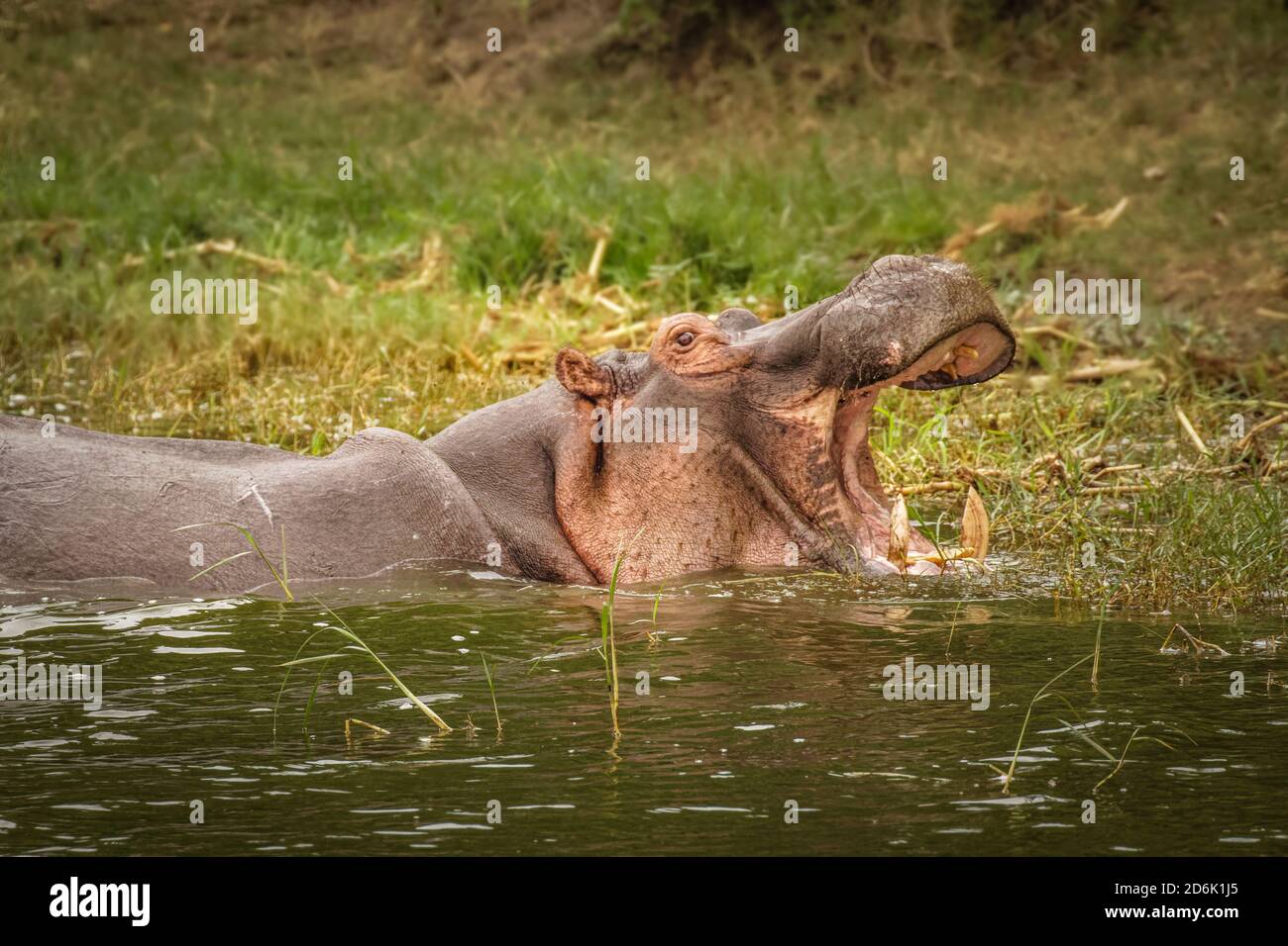 The common hippo (Hippopotamus amphibius) opening his big mouth, Queen ...