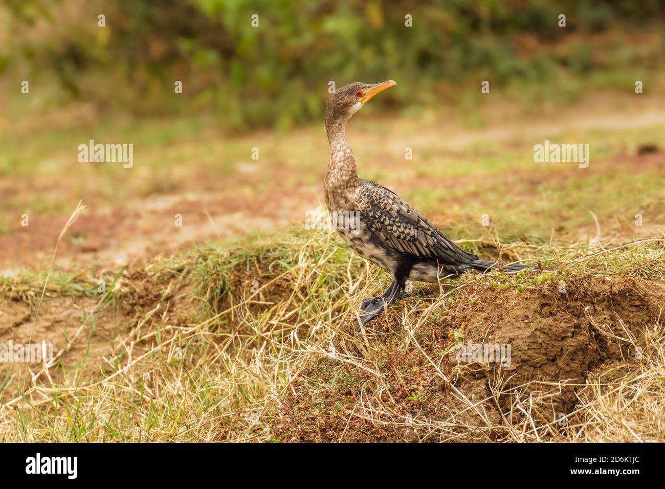 The reed cormorant (Microcarbo africanus), also known as the long ...