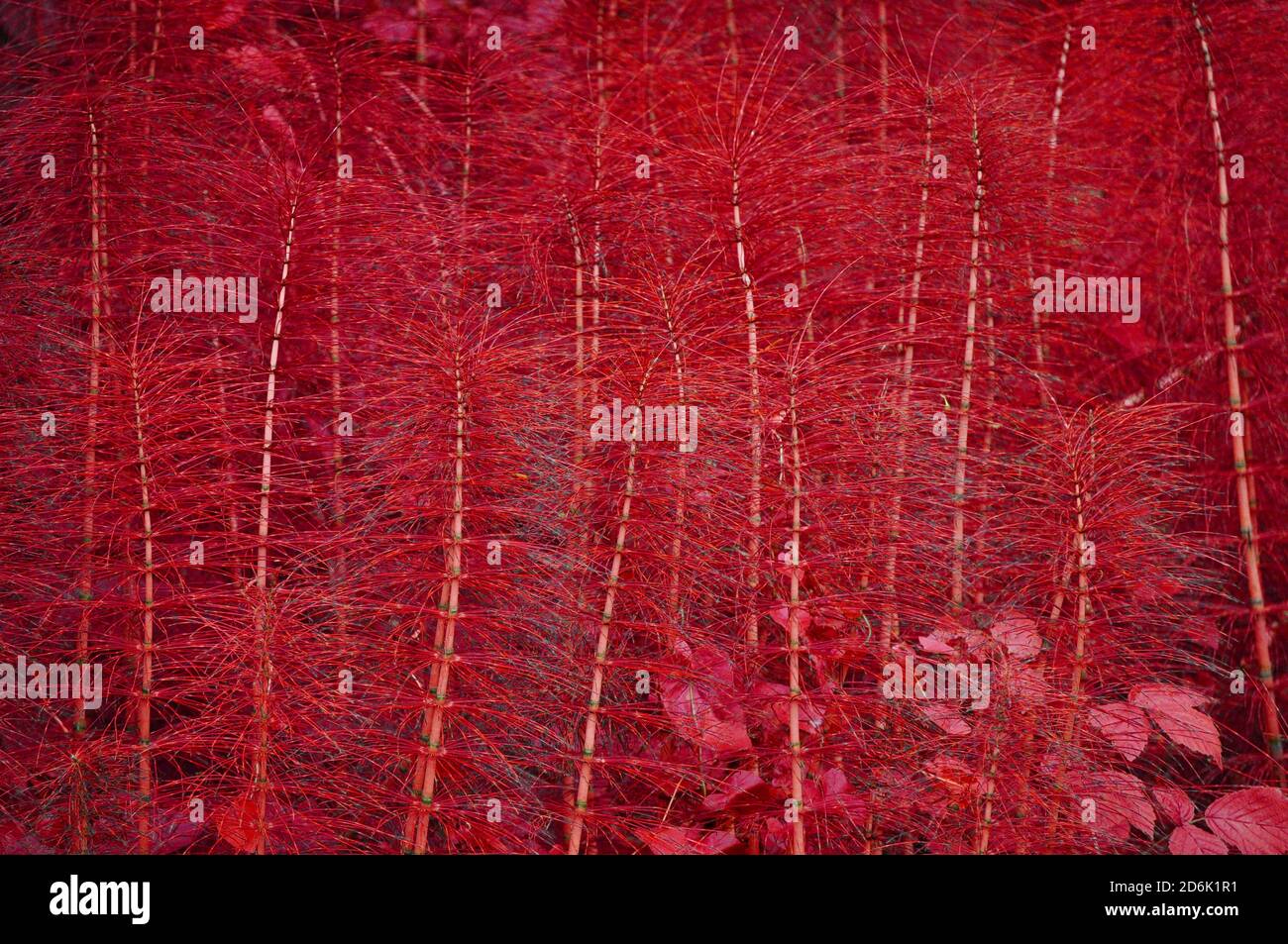 Long red needle shaped leaves, red background Stock Photo - Alamy