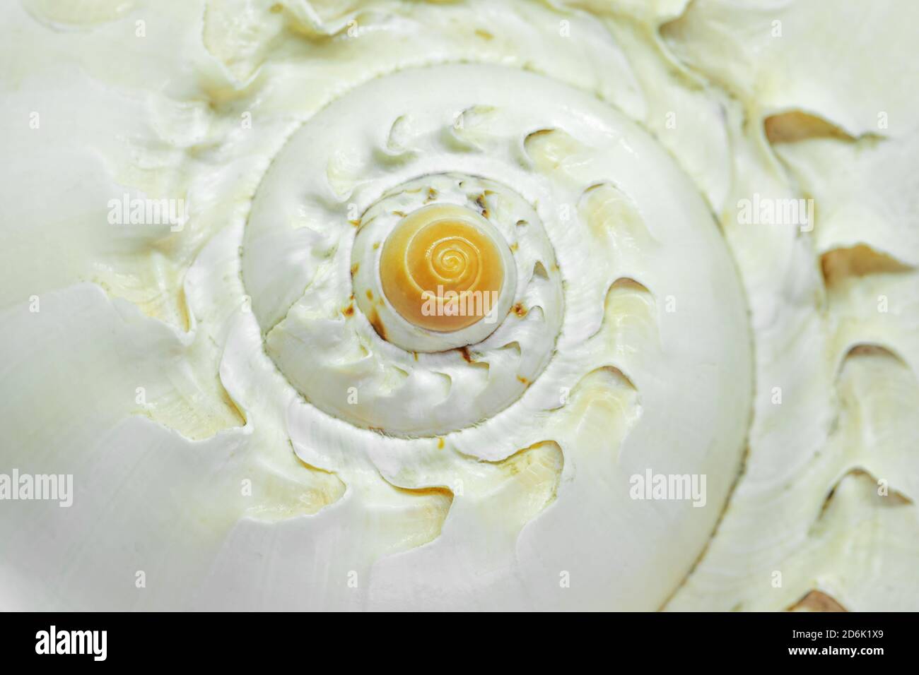 Macro background of spiral form seashell. Brown tip of shell is in ...