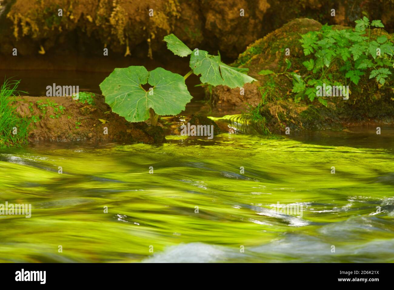 the river aniene on the Simbruini mountains with aquatic plants small ...