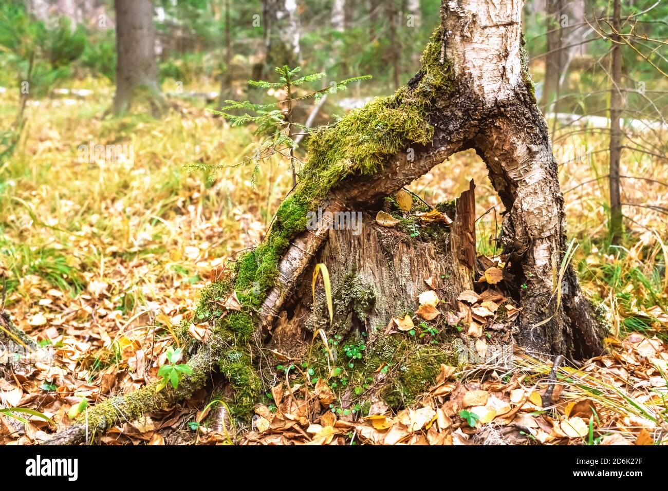 unusual tree. birch trunk grows on either side of the stump Stock Photo ...