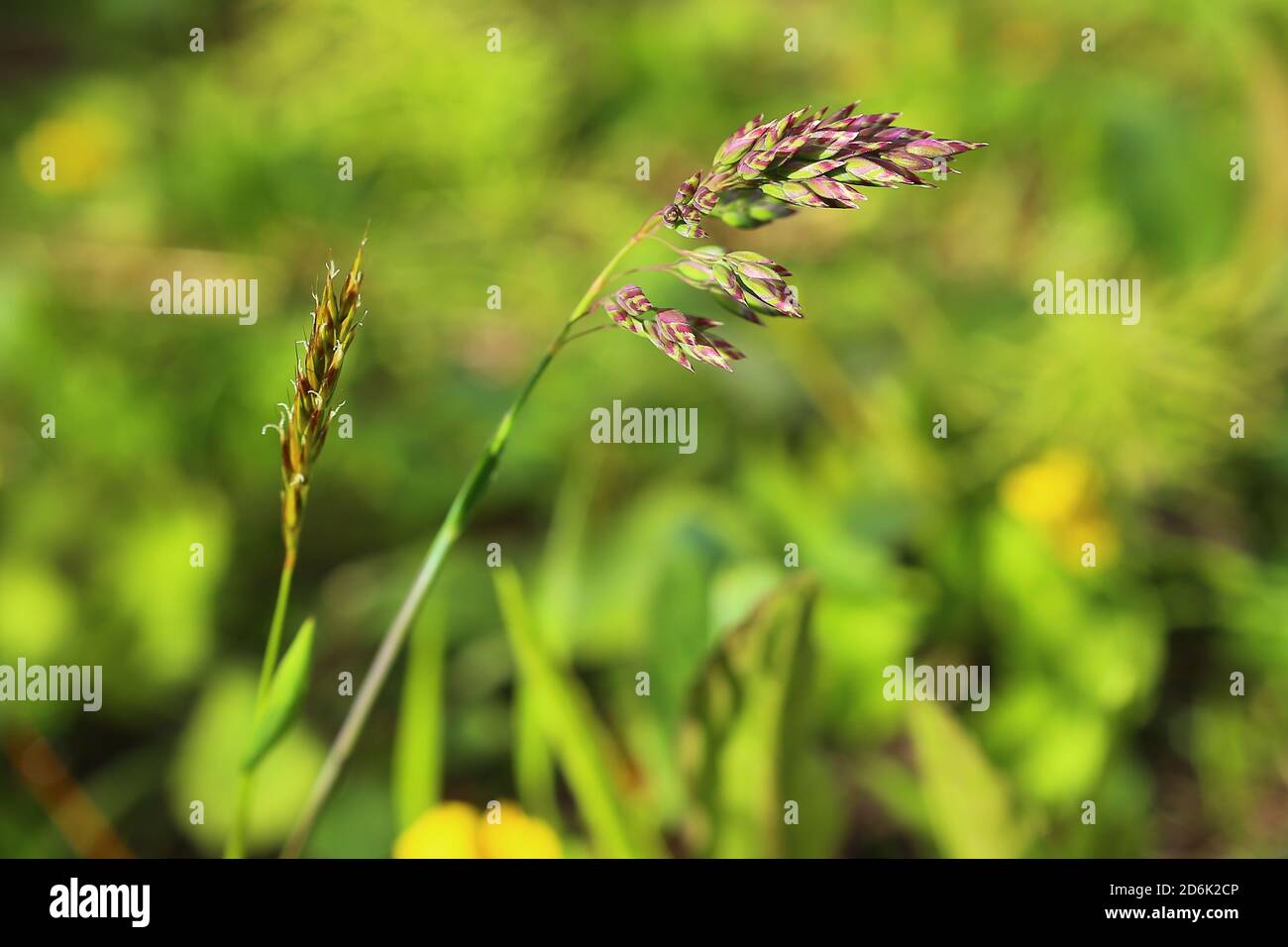 Spike of Poa alpina, the alpine meadow-grass Stock Photo - Alamy