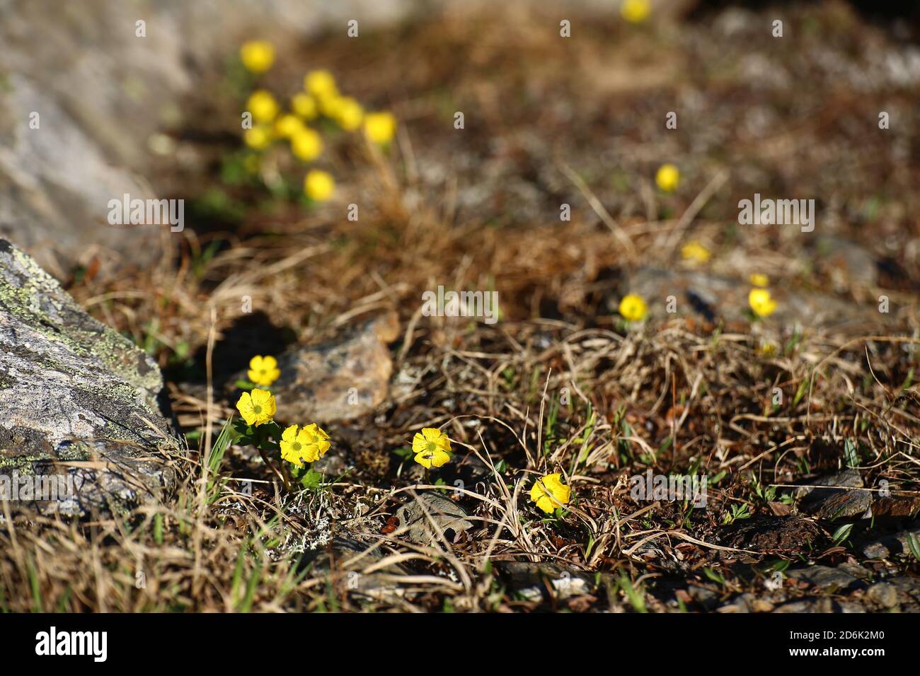 Ranunculus nivalis, the snow buttercup, on rocky ground Stock Photo - Alamy