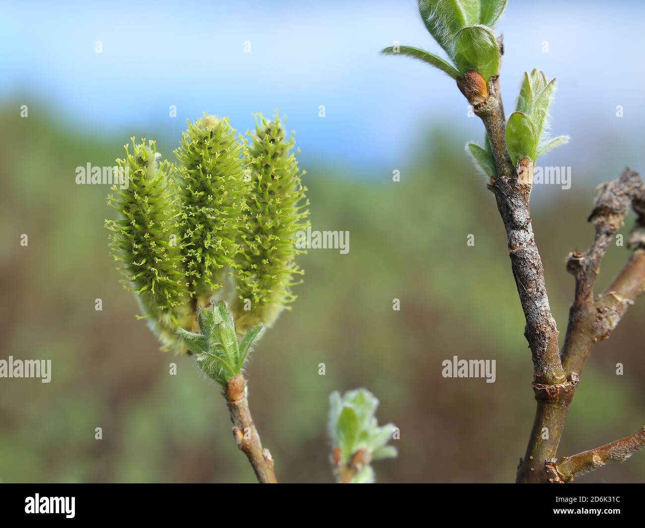 Salix species hi-res stock photography and images - Alamy