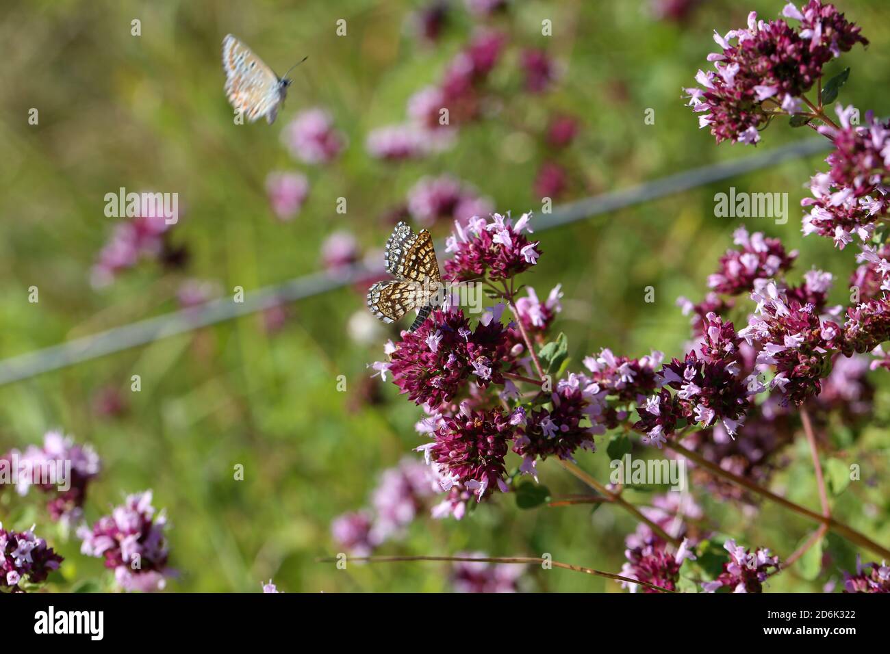Closeup shot of beautiful butterflies drinking nectar from flowers ...