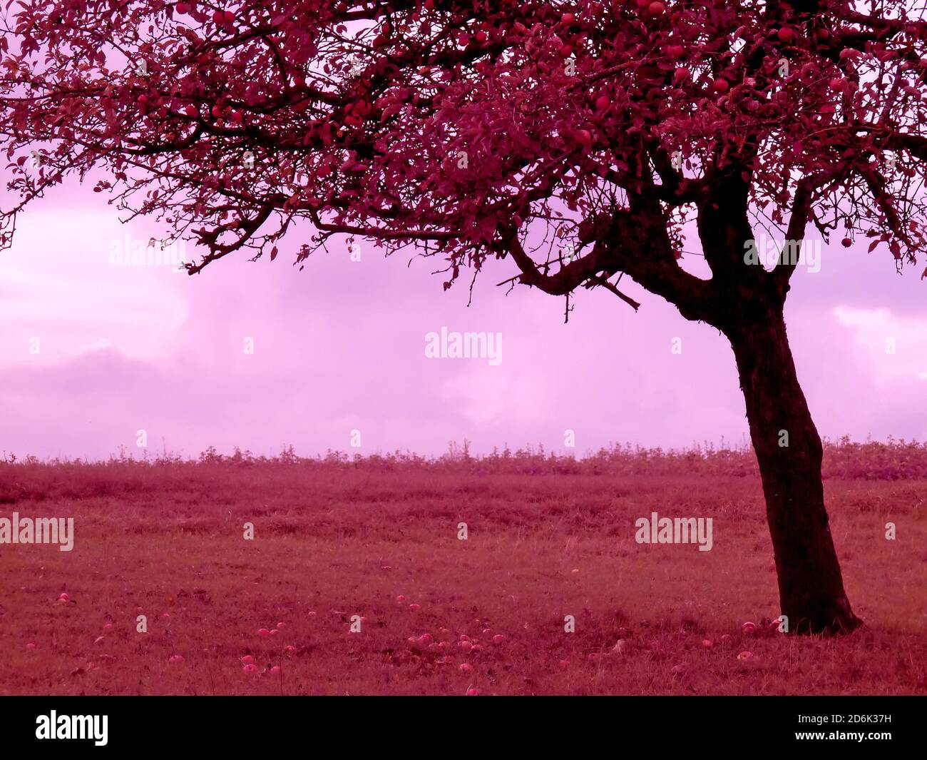 Full spectrum infrared hi-res stock photography and images - Alamy