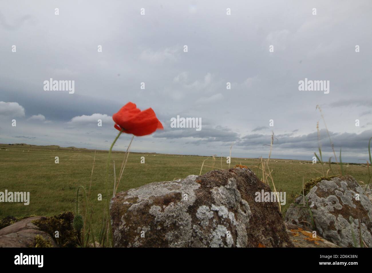 Peace poppy hi-res stock photography and images - Alamy