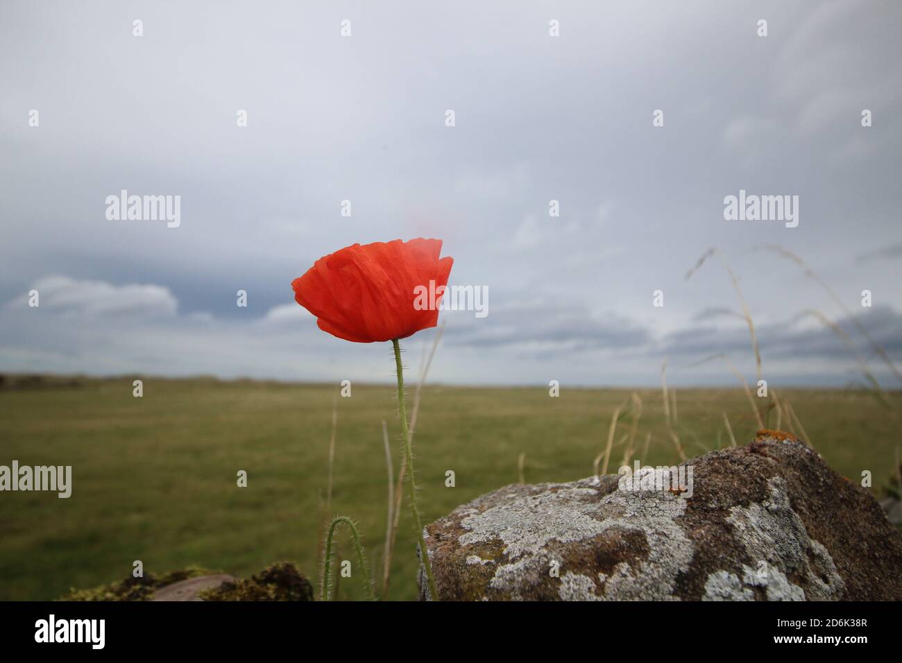 Peace poppy hi-res stock photography and images - Alamy