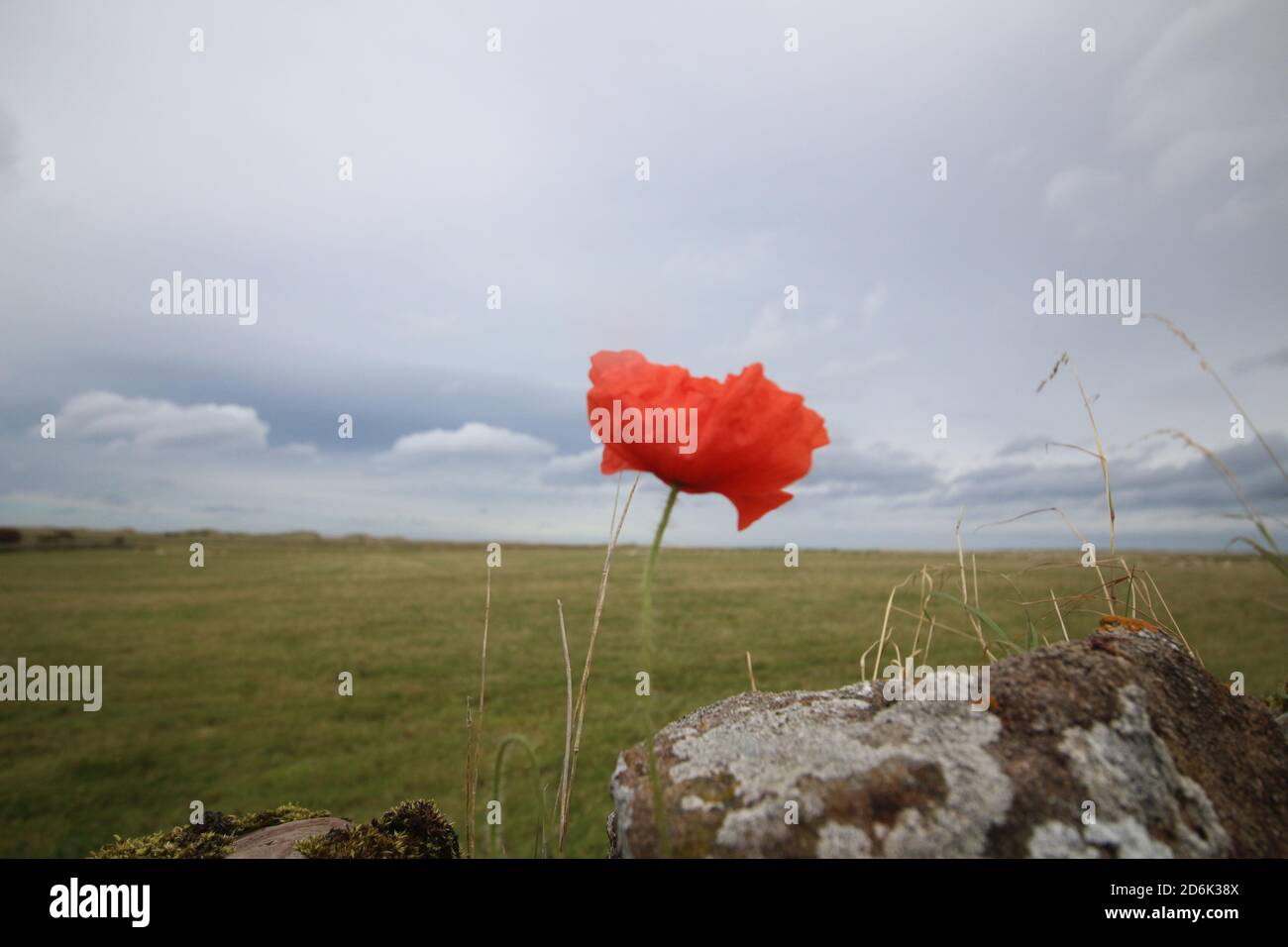 Poppy vista hi-res stock photography and images - Alamy