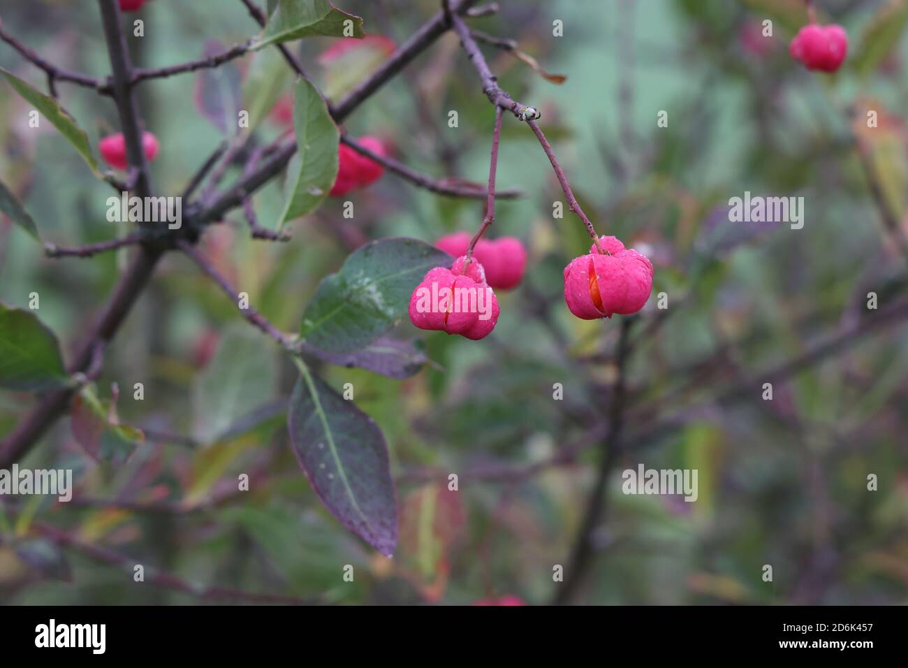 Bright unique pink flowers with fruits of Euonymus europaeus Stock ...