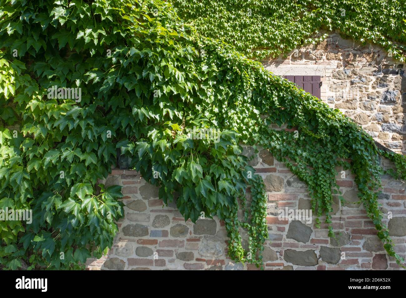 Closeup of window of house covered by ivy leaves in italy, Umbria Stock ...