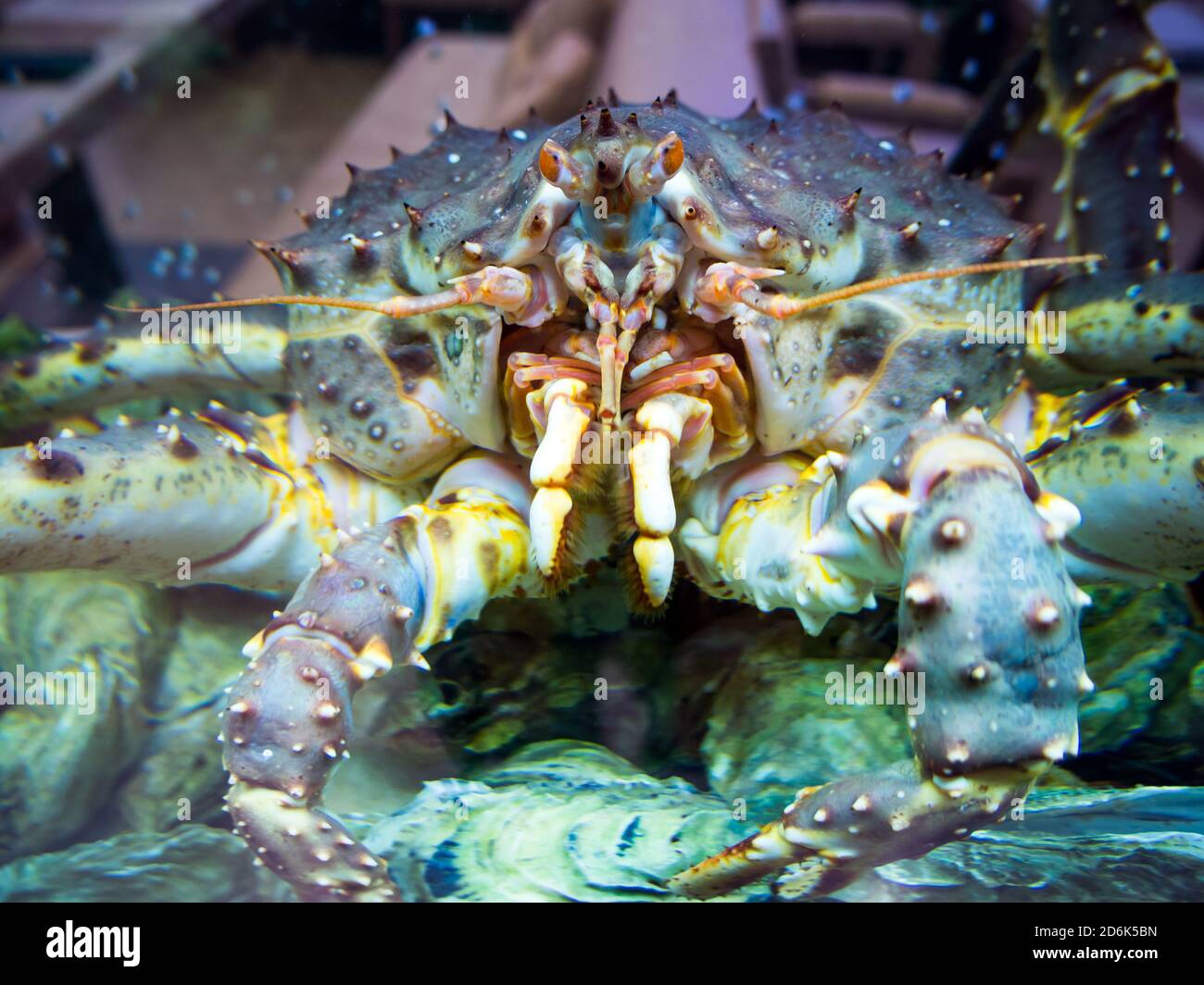 Family of craboids hi-res stock photography and images - Alamy