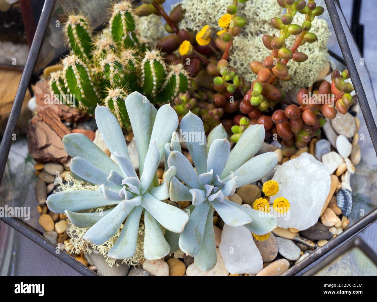 Cactus in glass vase hi-res stock photography and images - Alamy