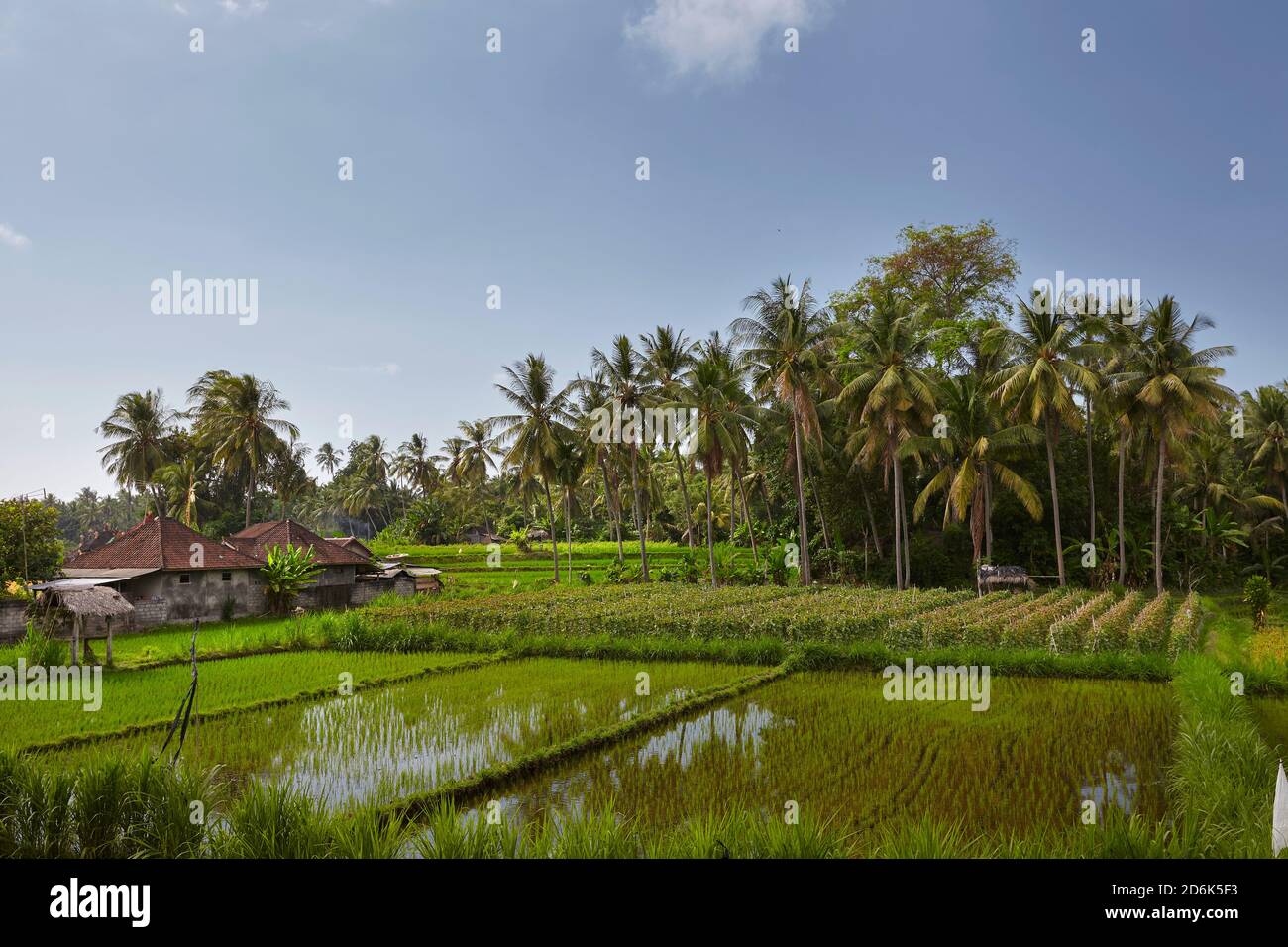 terraced rice fields around Senaru, Lombok, Indonesia, Asia Stock Photo ...