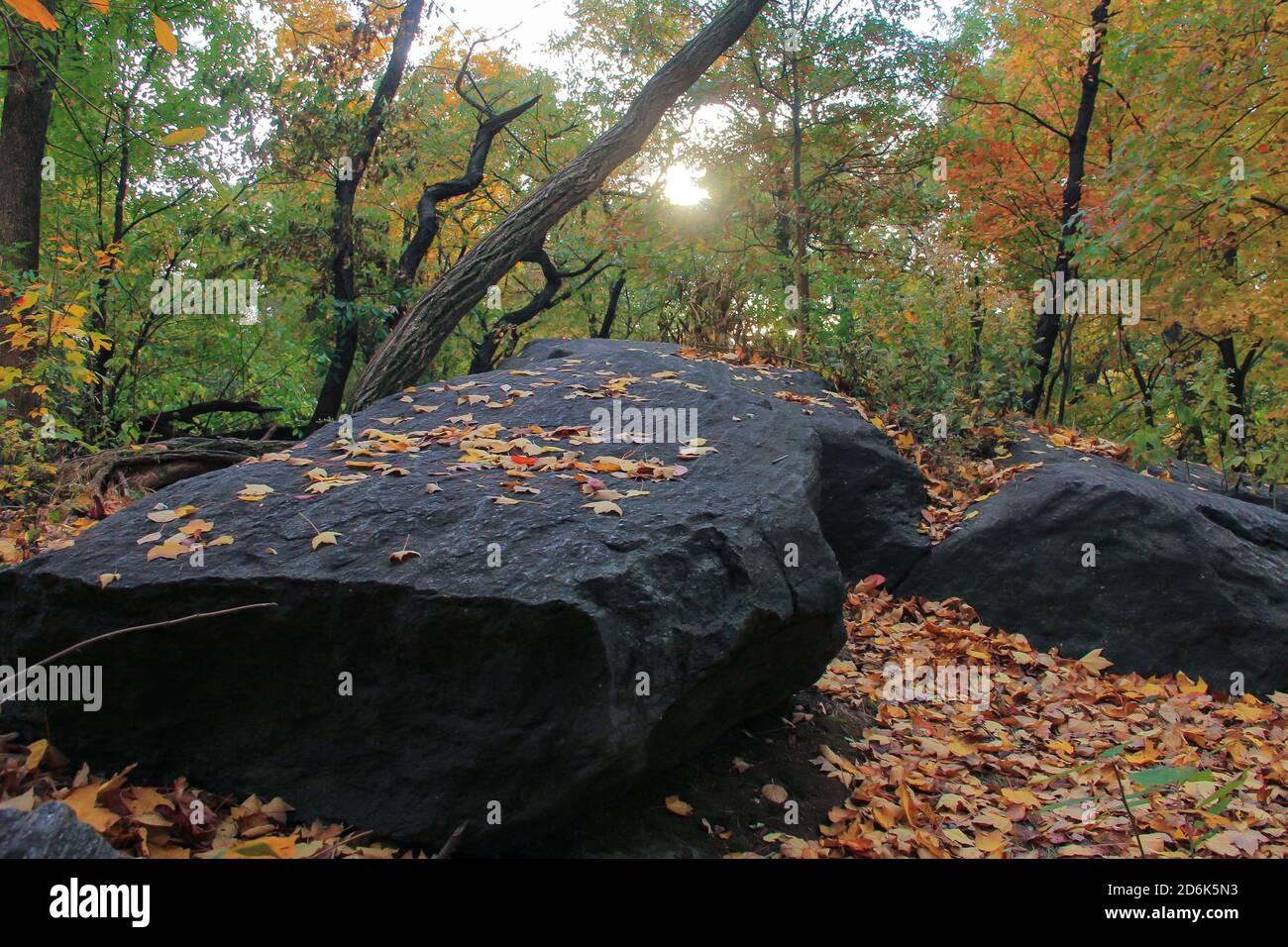 Black rock forest hi-res stock photography and images - Alamy