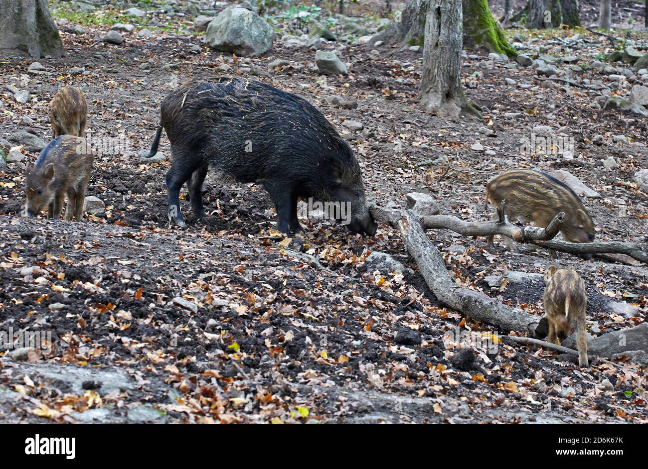 European Wild Boar with Piglets Stock Photo - Alamy