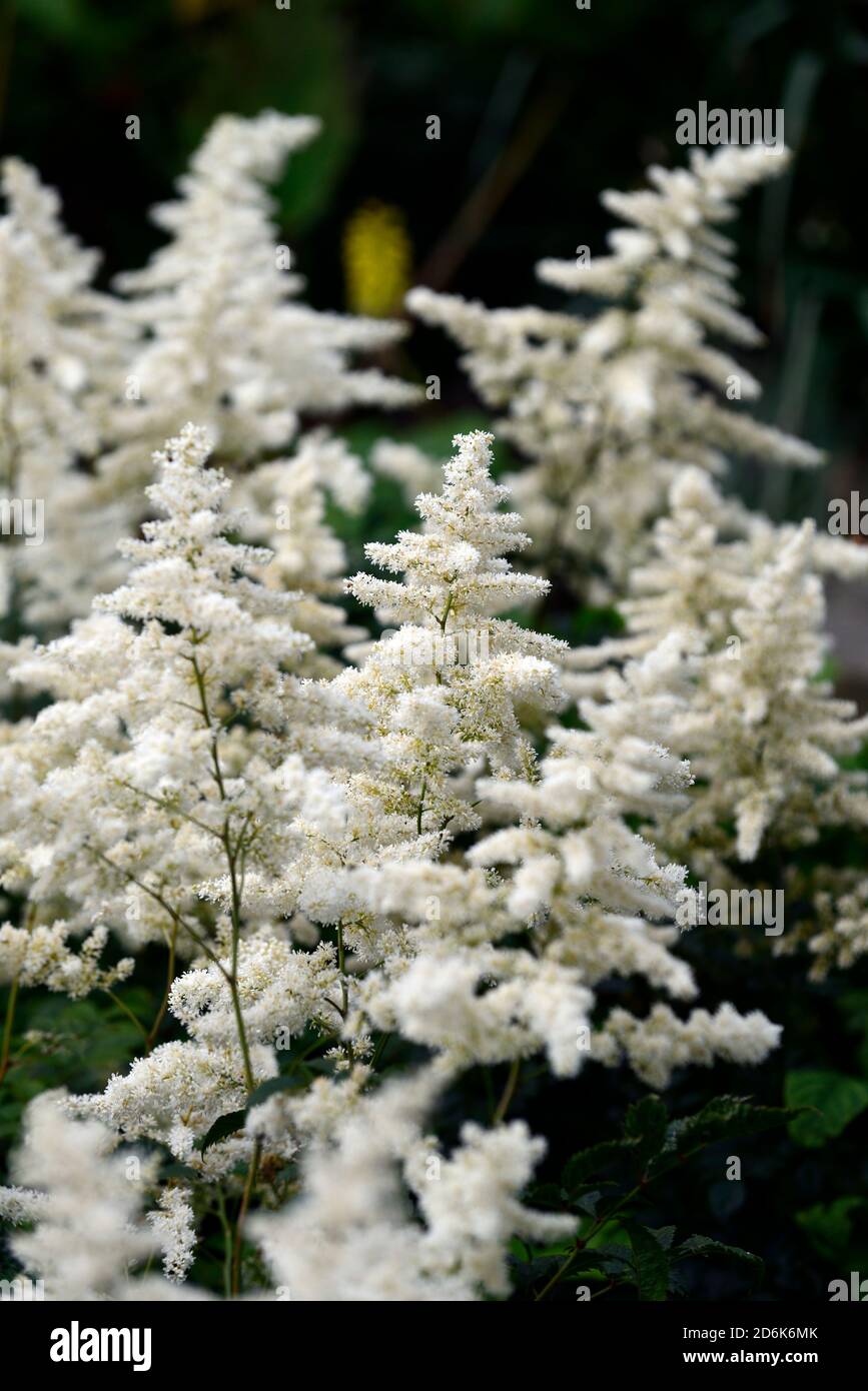 Astilbe chinensis,false goatsbeard,wood,woodland,shade,shady,shaded ...