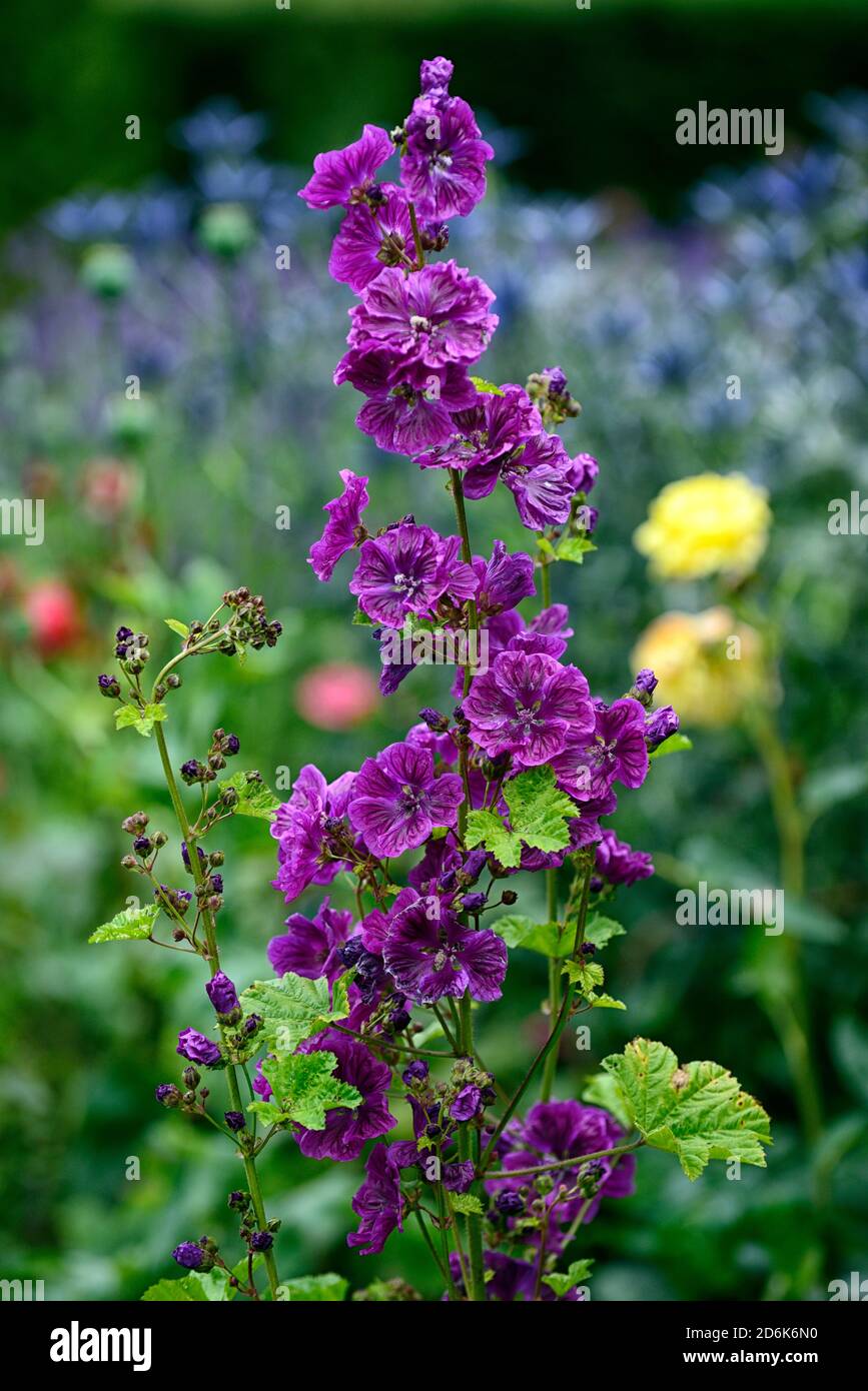Malva sylvestris var mauritiana mystic merlin hi-res stock photography ...