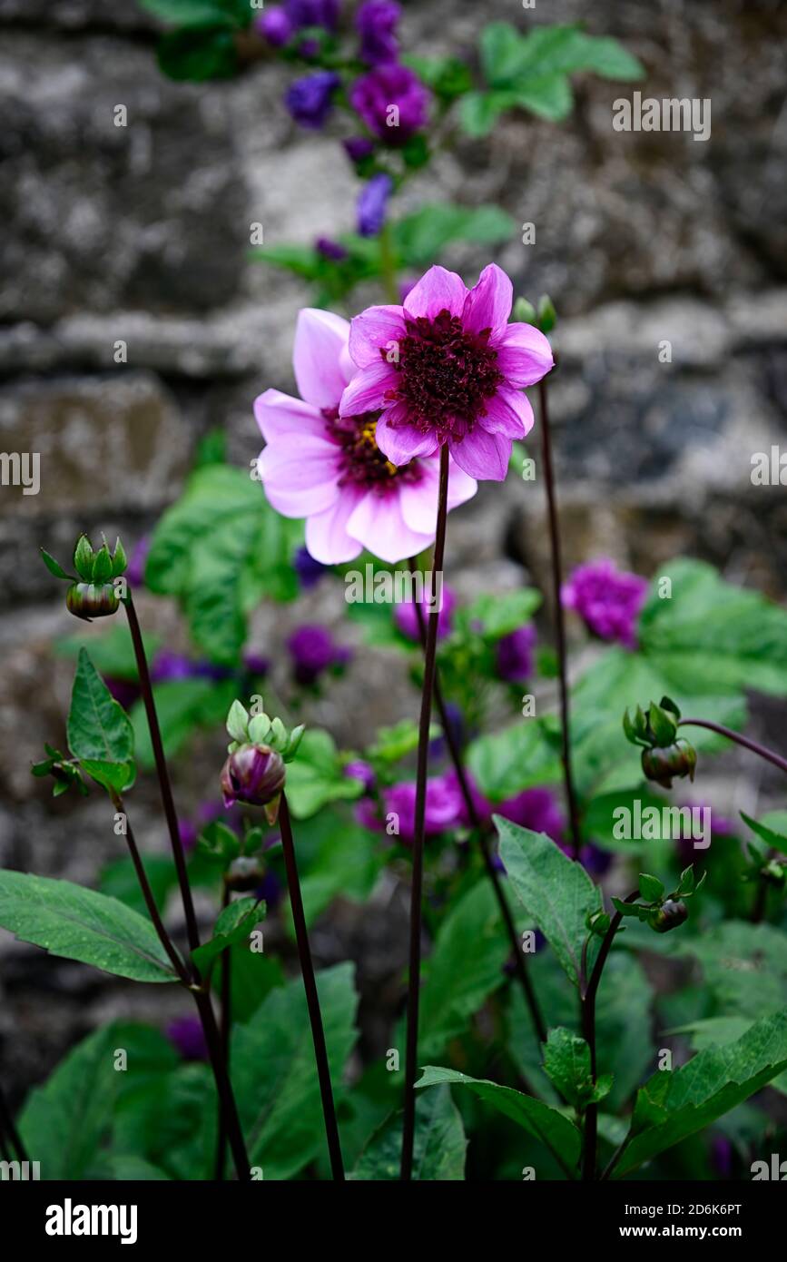 Dahlia Blue Bayou,syn Bayou,anemone flowered dahlia,lilac-blue,lilac ...