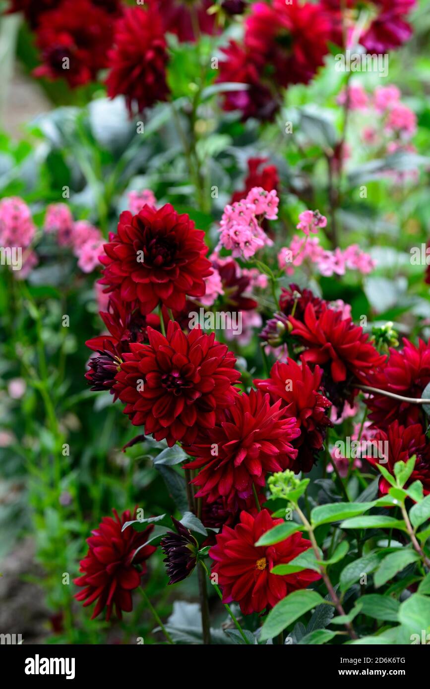 Dahlia Red Runner,double red flowers,flower,flowering,diascia pink ...