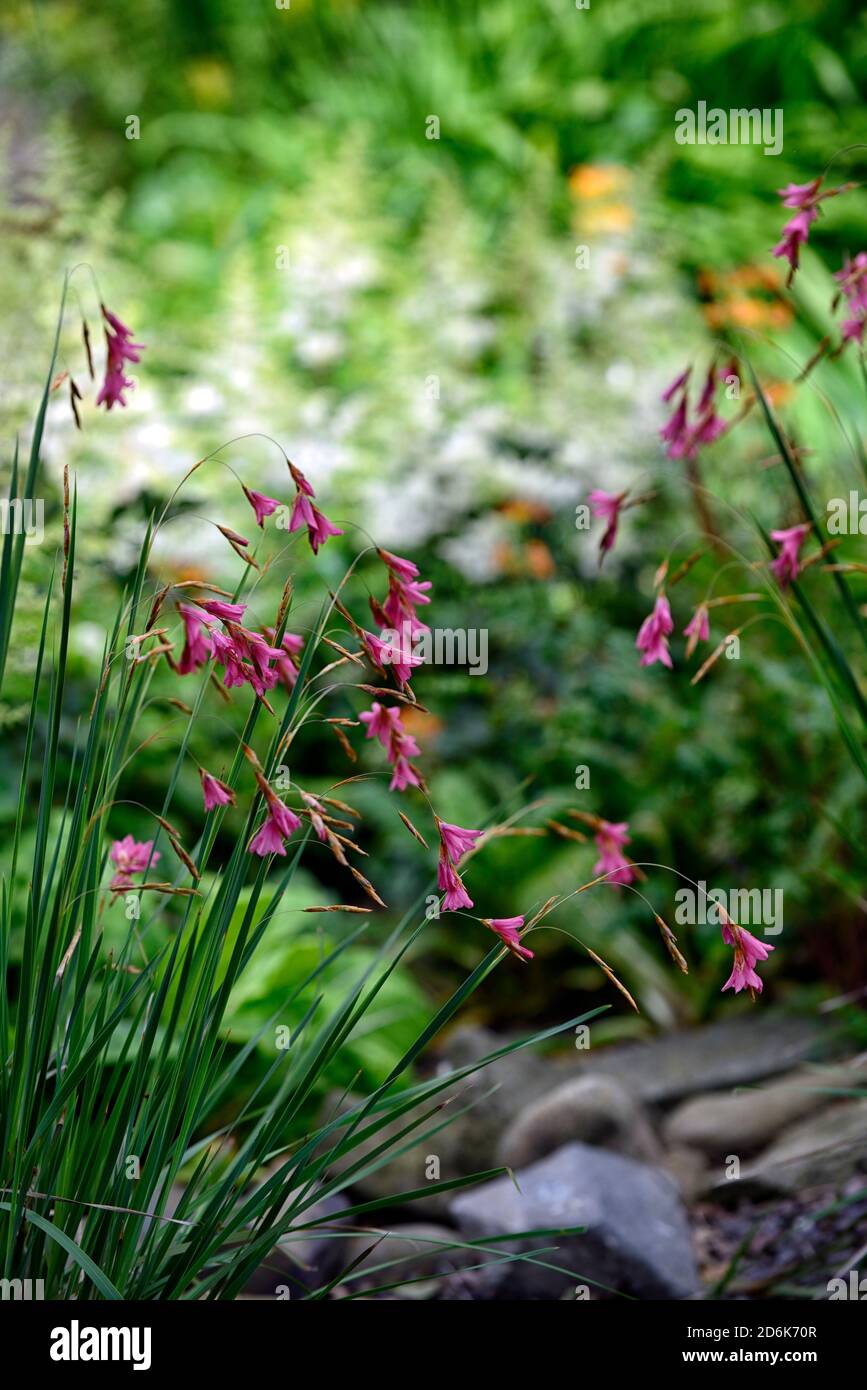 dierama igneum,pink coral flowers,perennials,arching,dangling,hanging ...