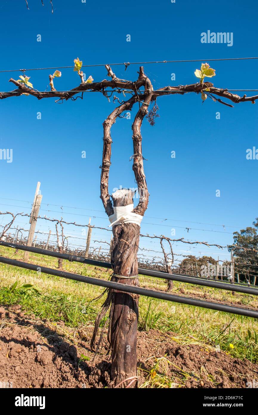 Grafted vines in an organic vineyard in McLaren Vale, Australia Stock ...