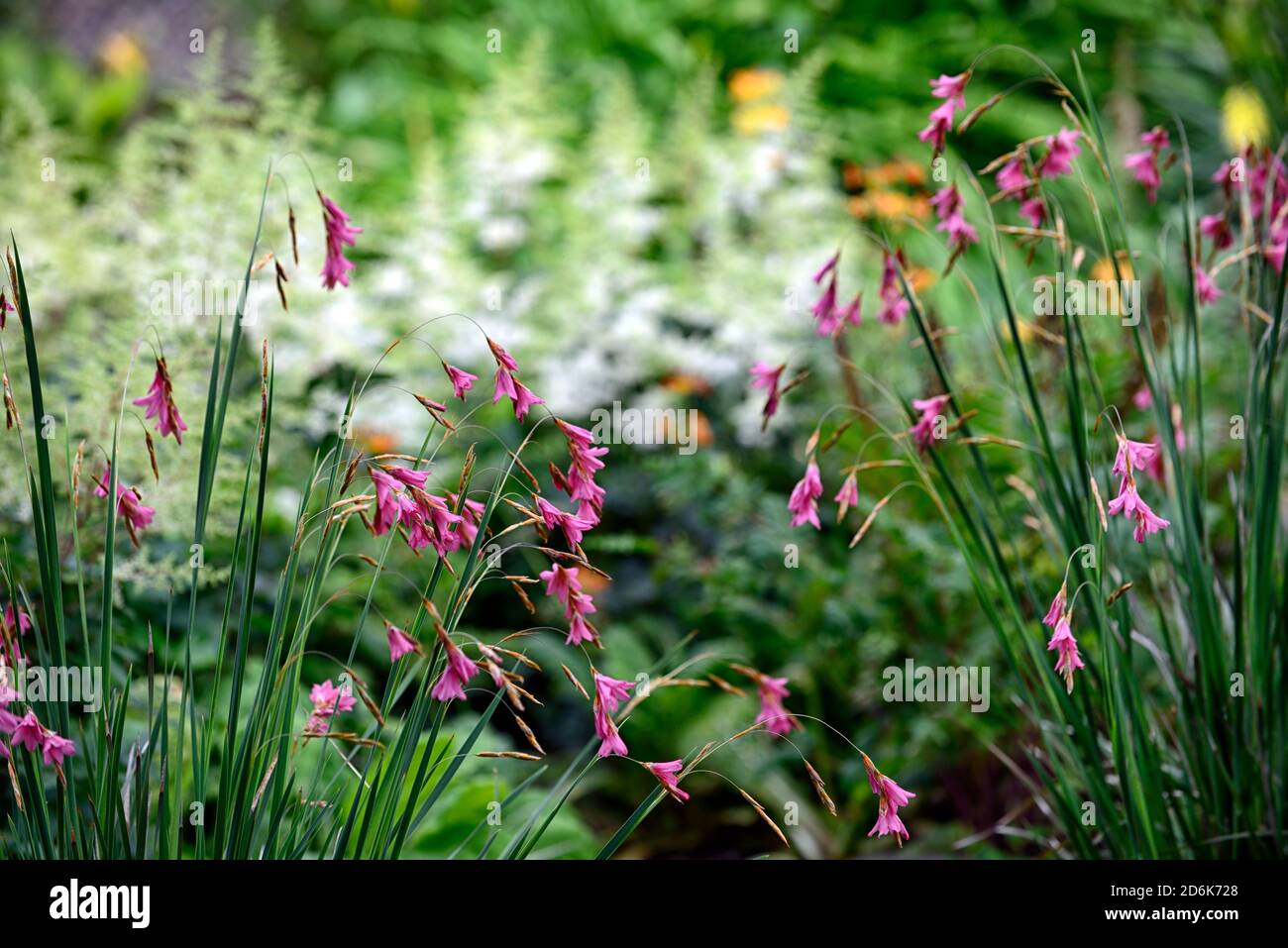 dierama igneum,pink coral flowers,perennials,arching,dangling,hanging ...