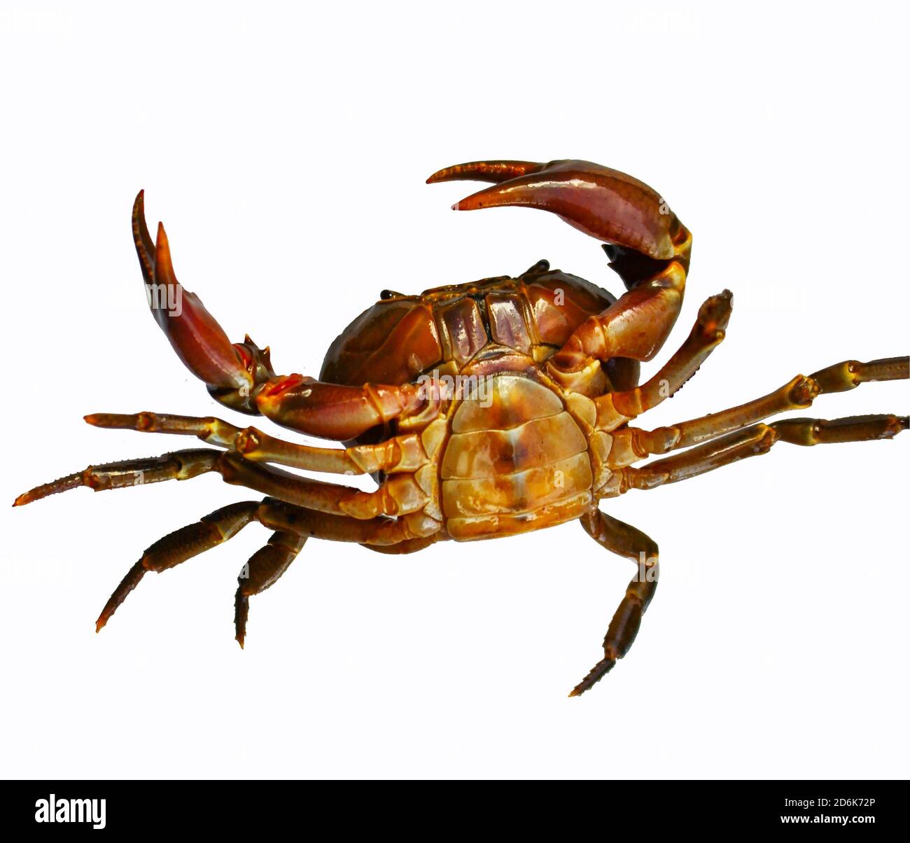 Freshwater crab,nature crab isolated on white background Stock Photo - Alamy