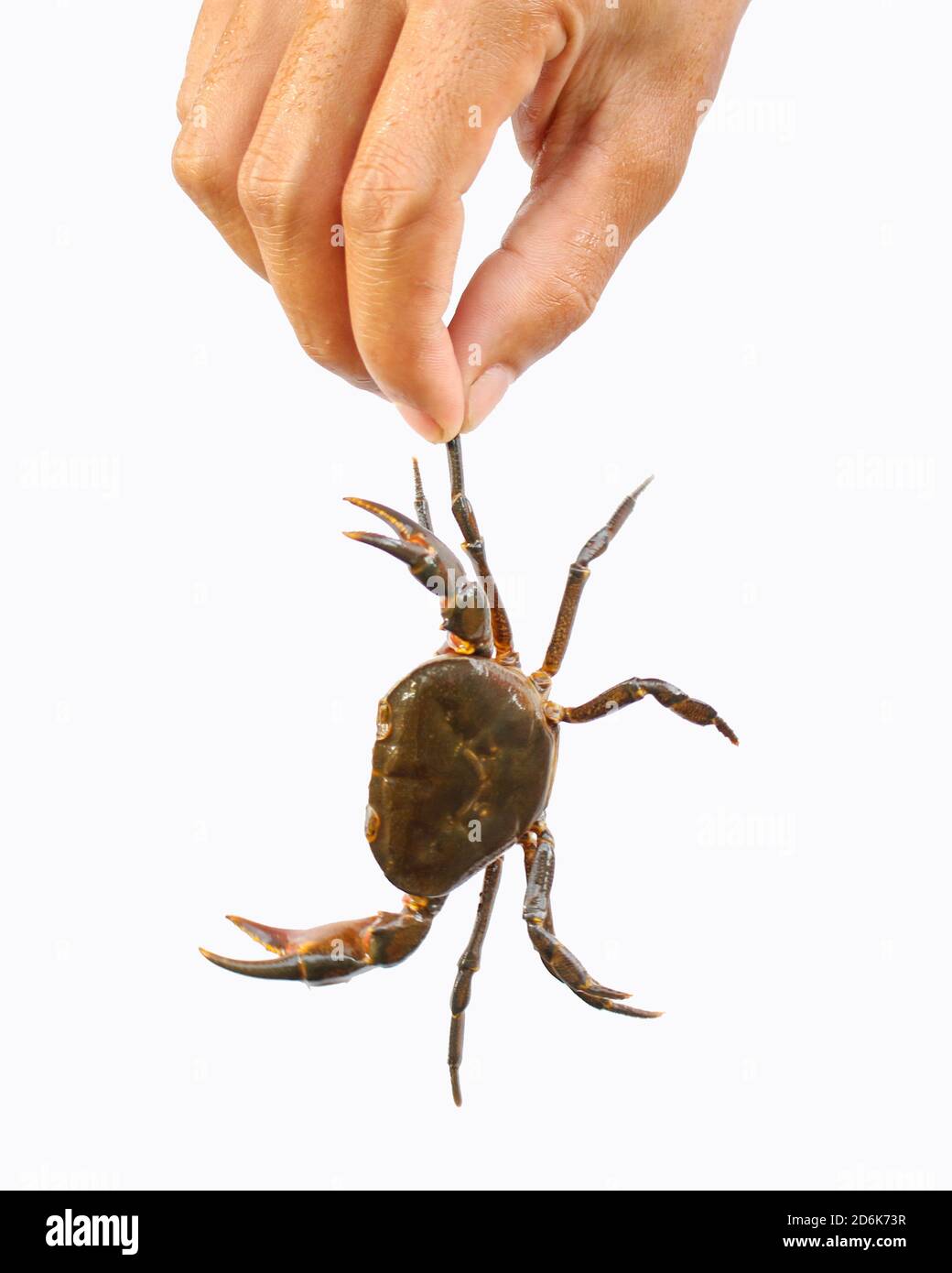 Freshwater crab hi-res stock photography and images - Alamy