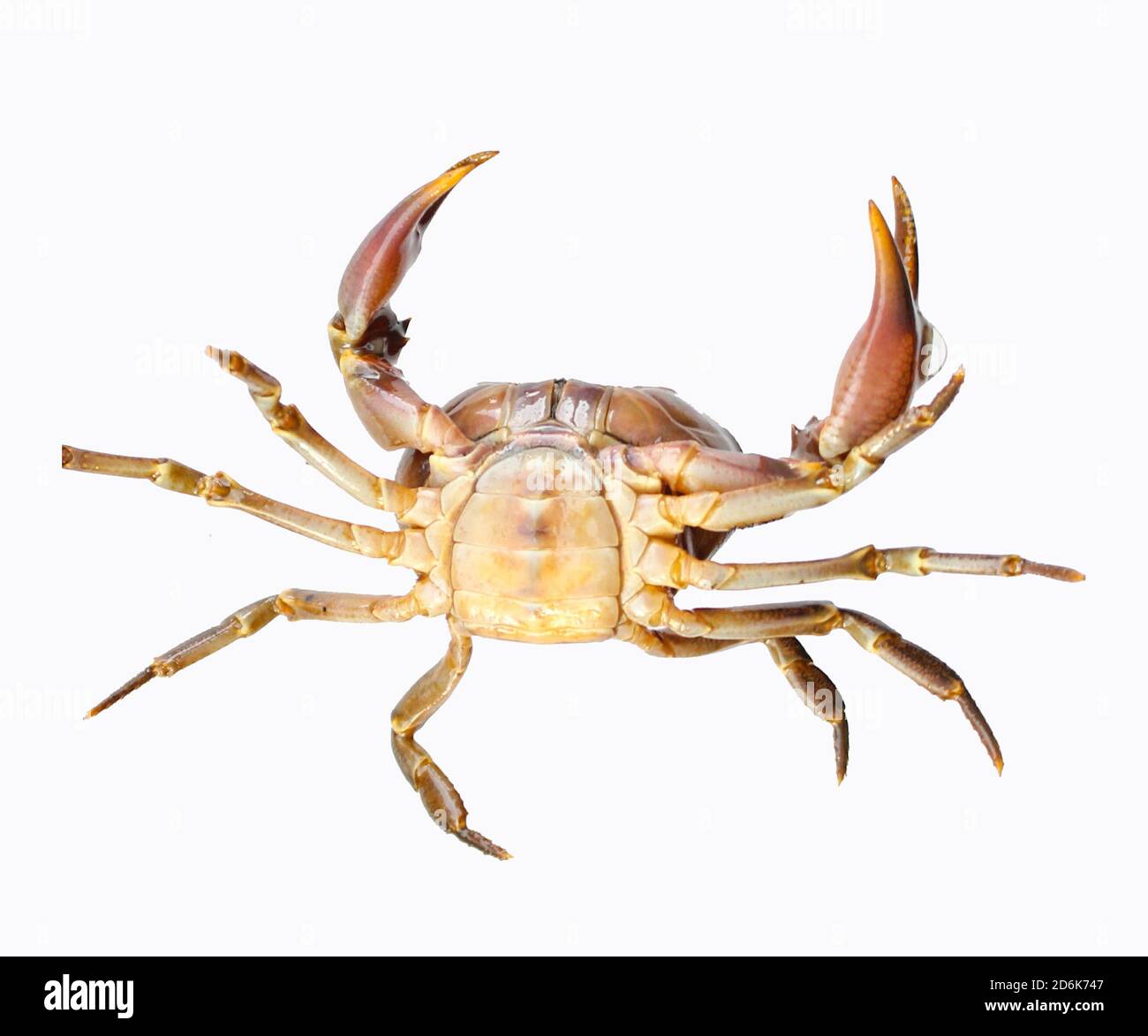 Freshwater crab hi-res stock photography and images - Alamy