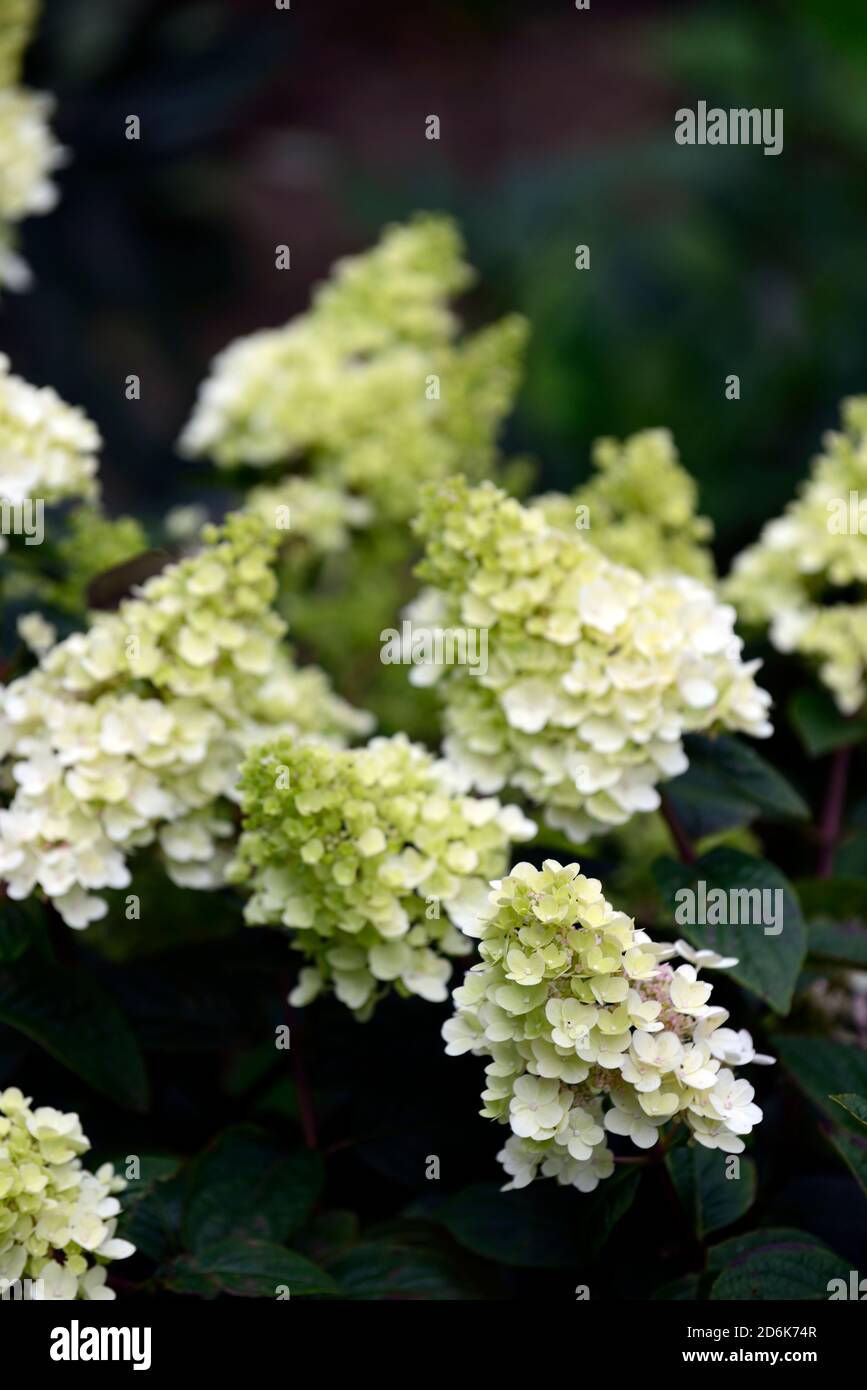 Panicle hydrangea hydrangea paniculata hi-res stock photography and ...