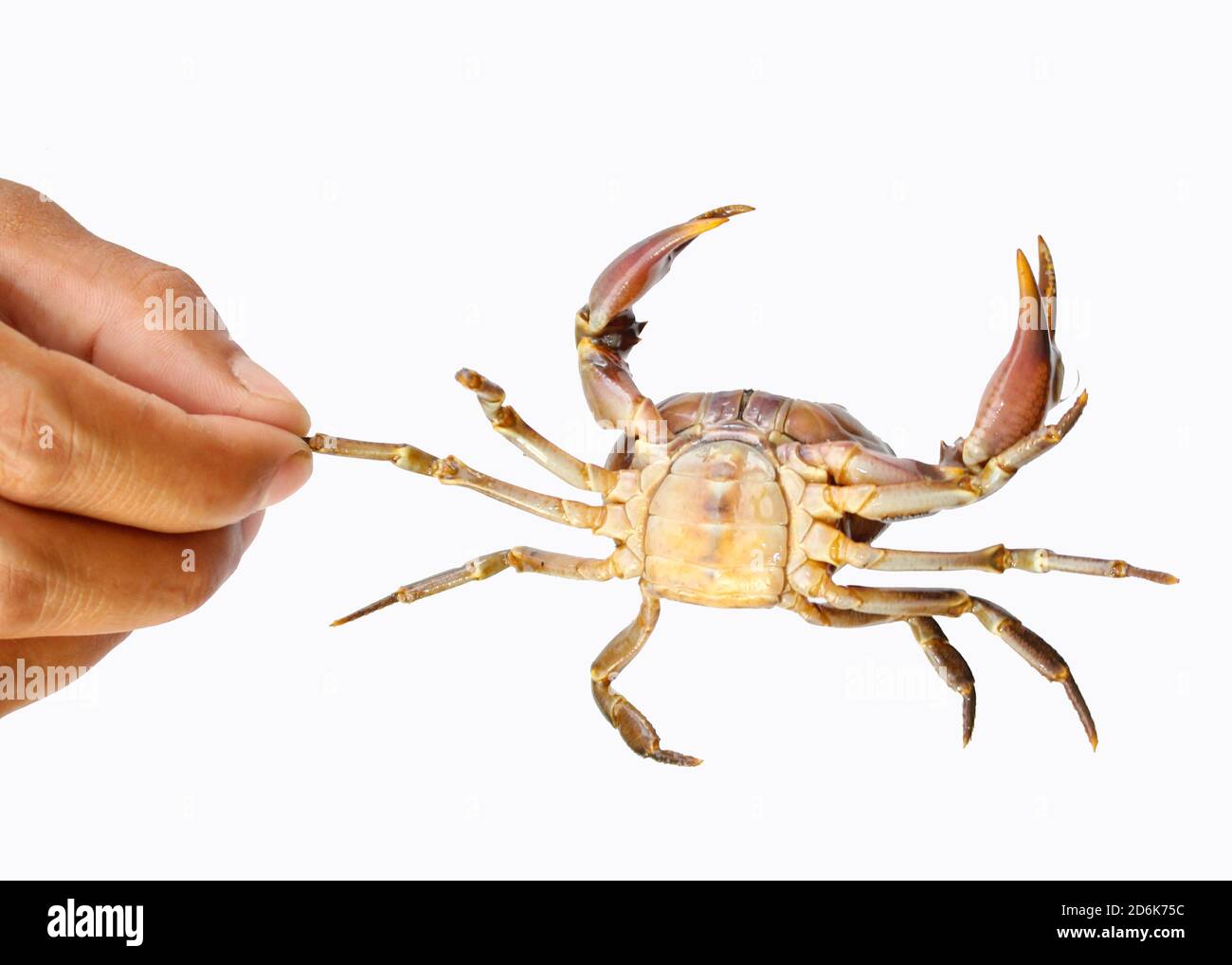 Freshwater crab,nature crab isolated on white background Stock Photo - Alamy