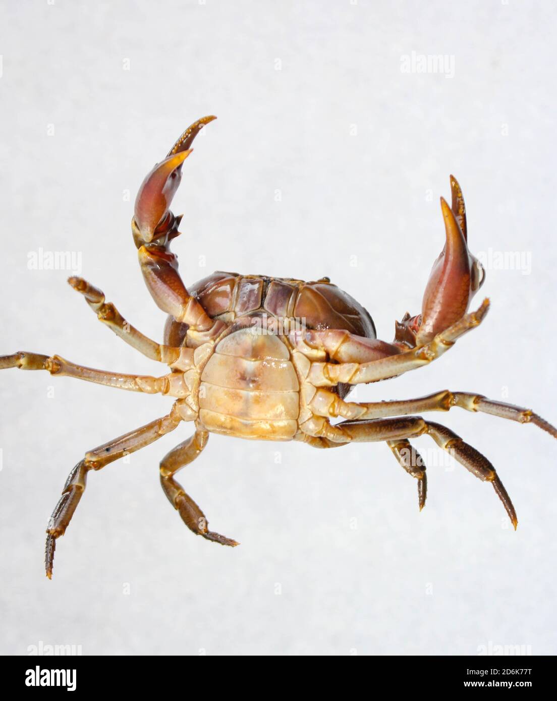 Freshwater crab,nature crab isolated on white background Stock Photo - Alamy