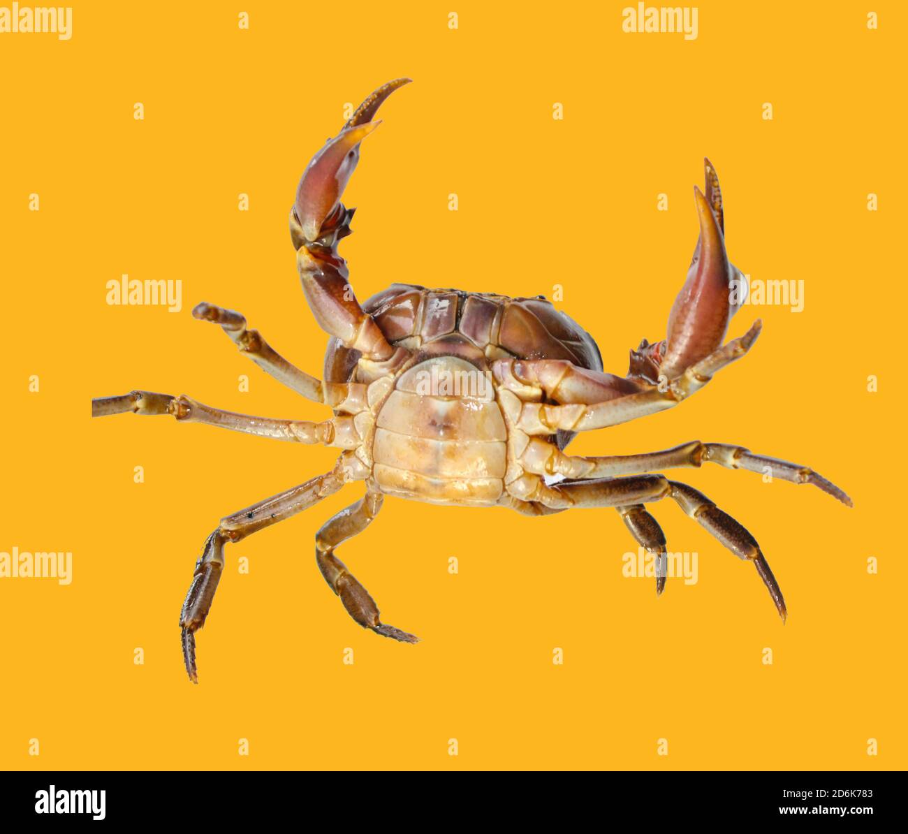 Freshwater crab,nature crab isolated on yellow background Stock Photo ...