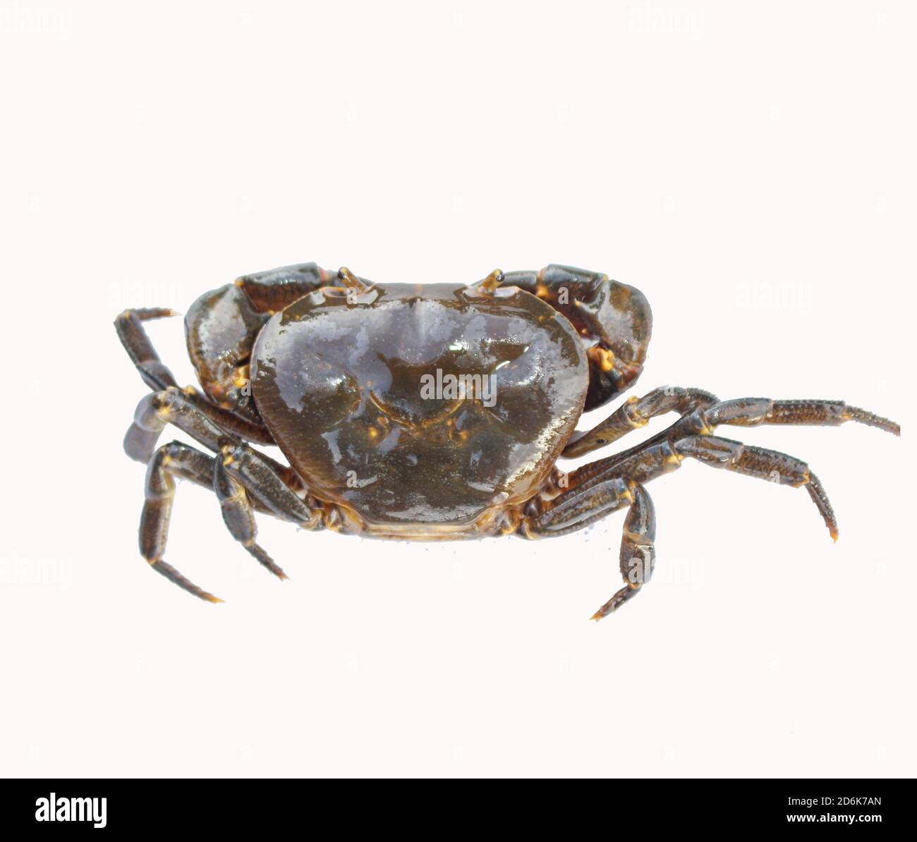 Freshwater crab,nature crab isolated on white background Stock Photo - Alamy