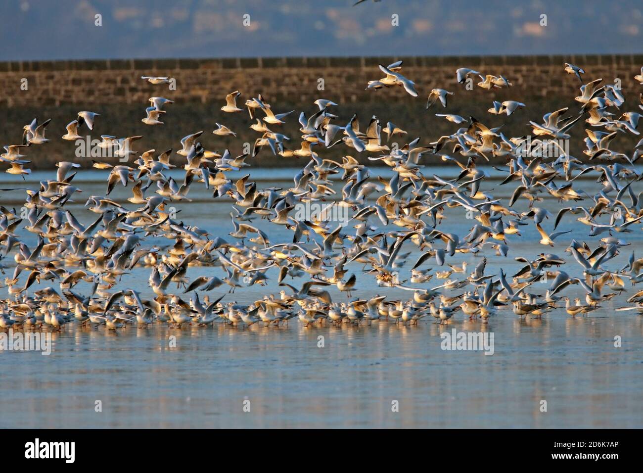 Seagulls gulls uk hi-res stock photography and images - Alamy