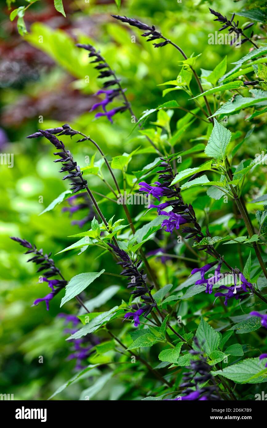 salvia amistad,purple,sage,sages,flower,flowers,flowering,tender ...