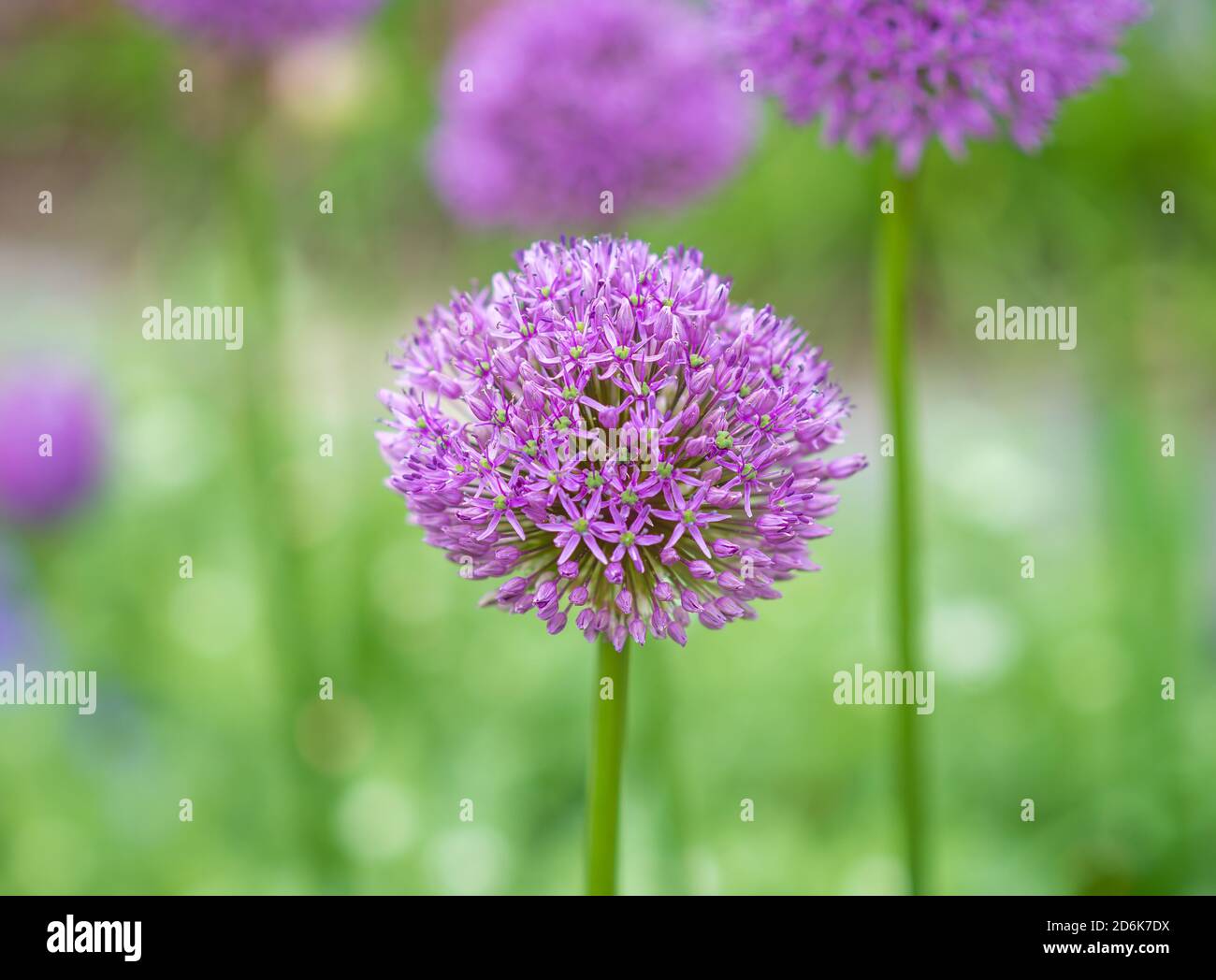 Purple Allium flowering in Spring at a botanical garden Stock Photo - Alamy