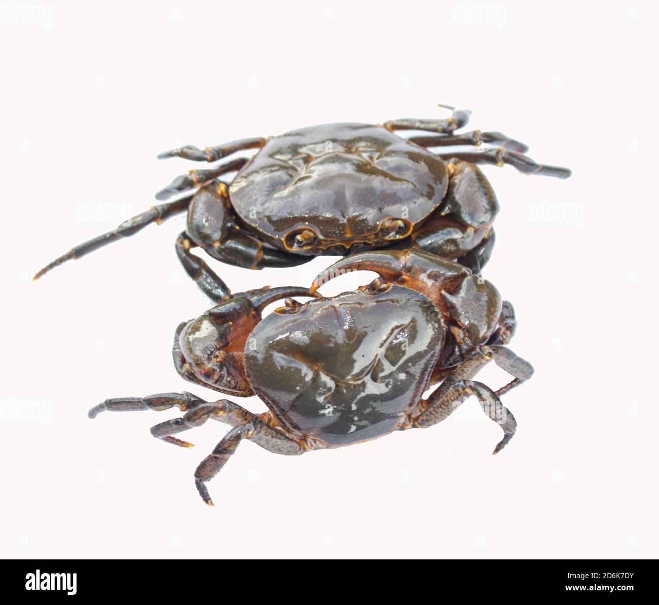 Freshwater crab,nature crab isolated on white background Stock Photo - Alamy