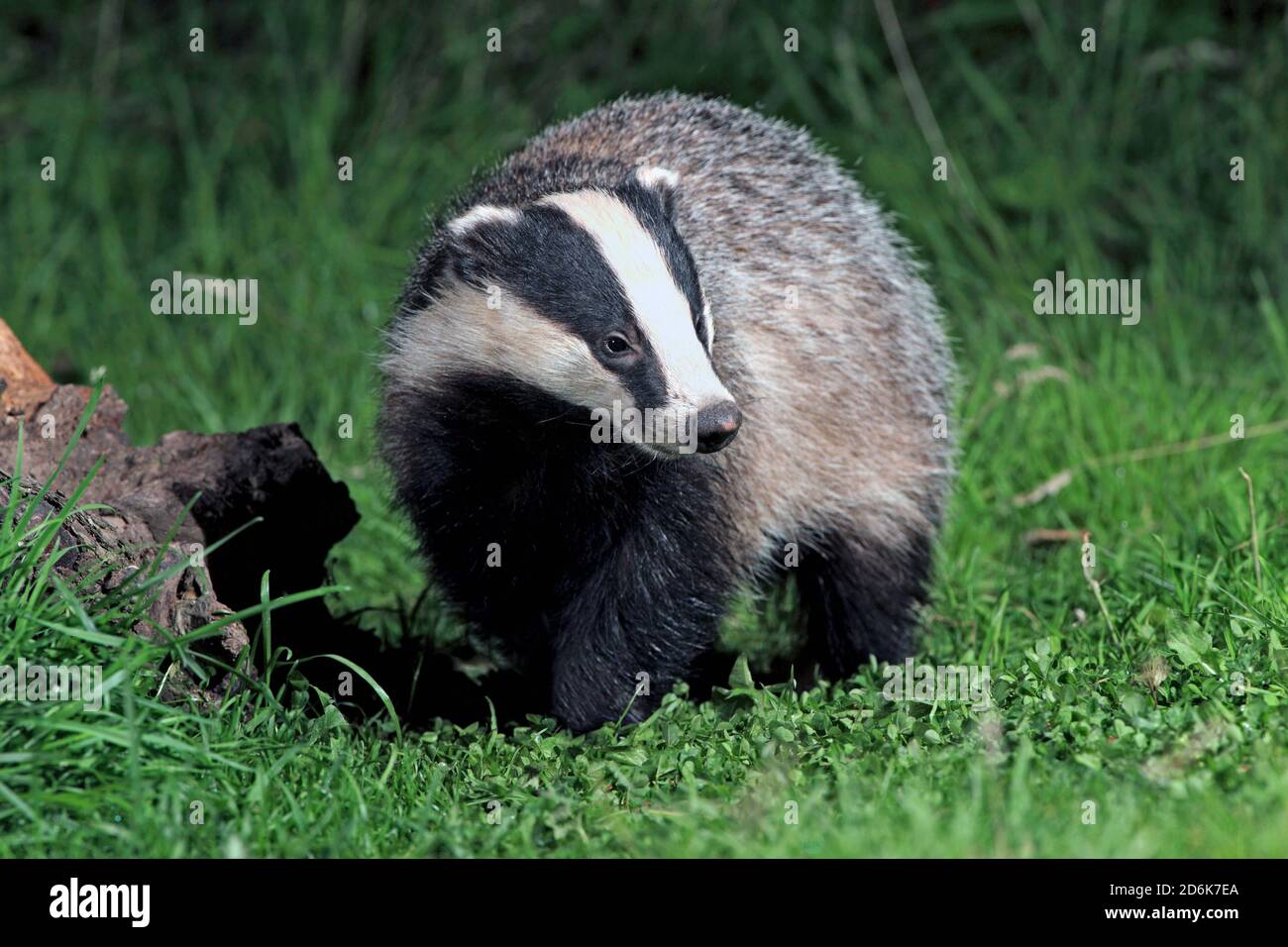 Badger night hi-res stock photography and images - Alamy