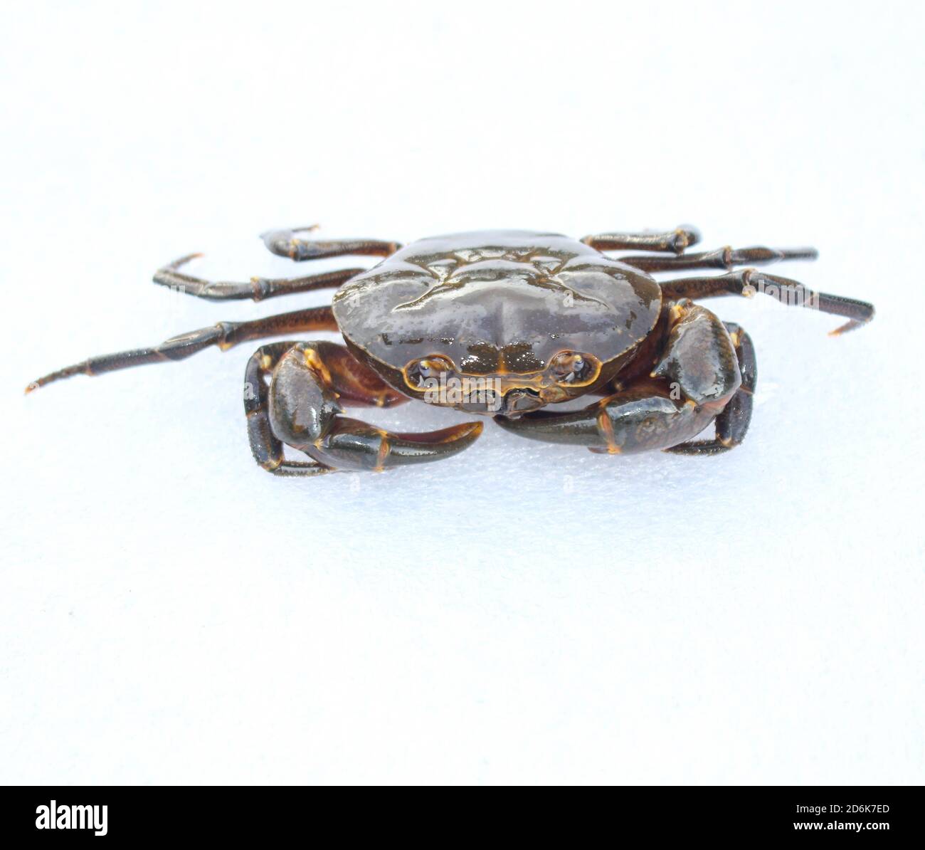 Freshwater crab,nature crab isolated on white background Stock Photo ...