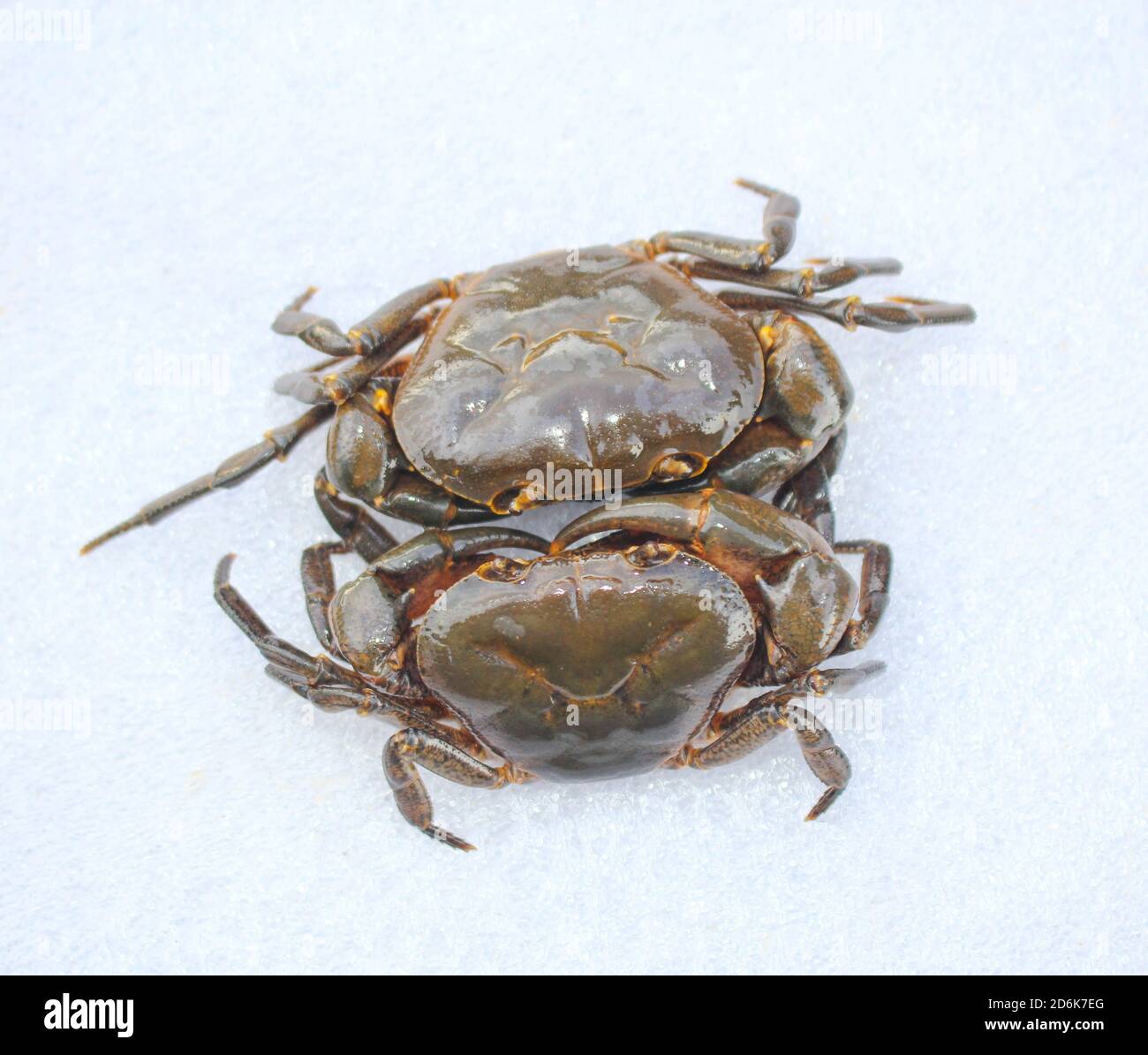 Freshwater crab,nature crab isolated on white background Stock Photo ...