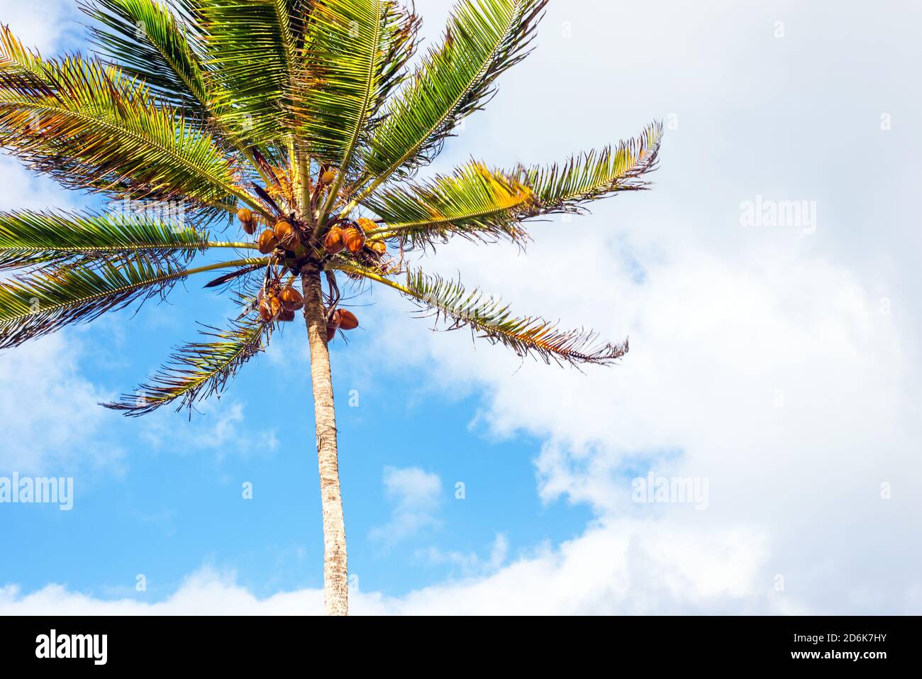 Palm tree bearing coconuts and a summer sky full of fluffy white clouds ...