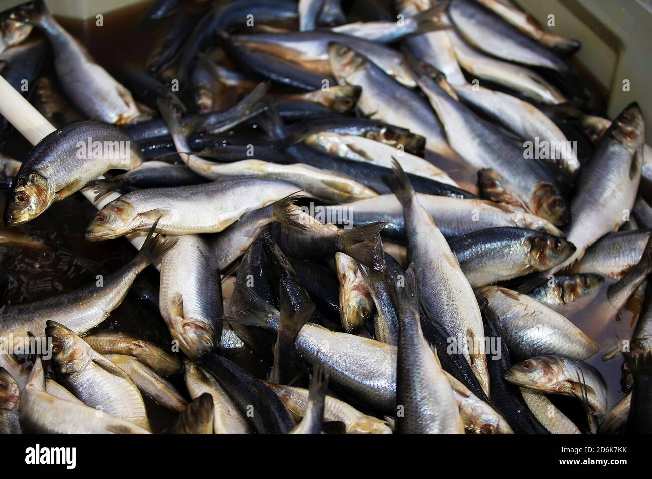 Industrial salting of herring. The herring is cooked in a saline ...