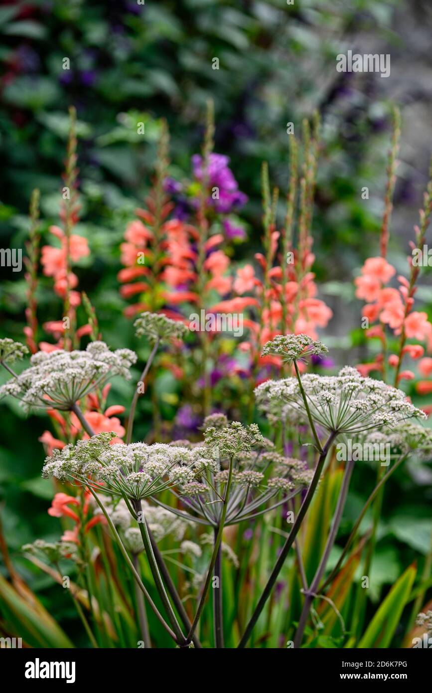 Angelica sylvestris purpurea Vicar’s Mead,Wild angelica,purple stems ...