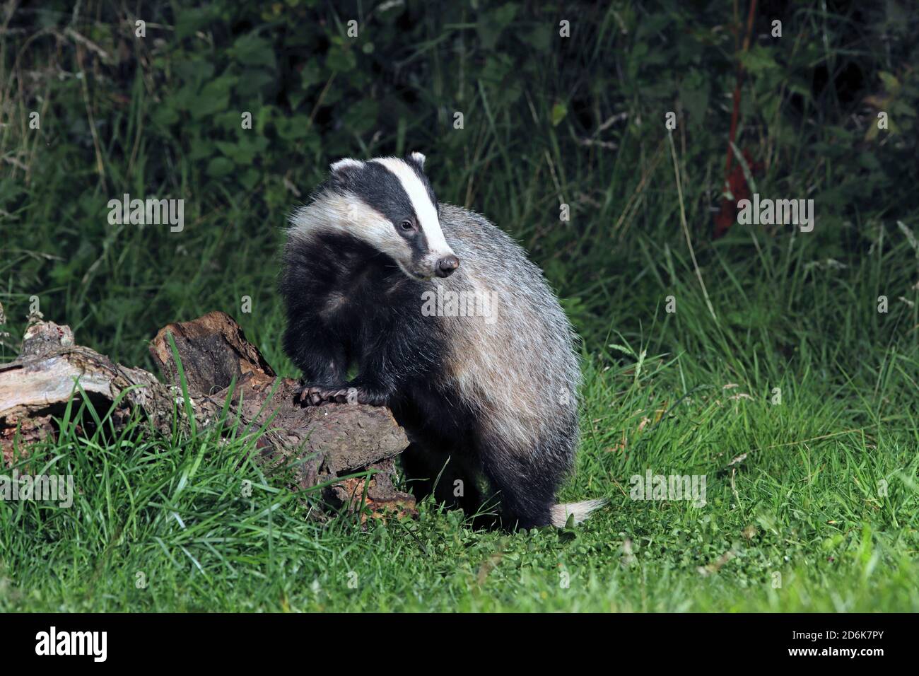 Badger Night High Resolution Stock Photography and Images - Alamy