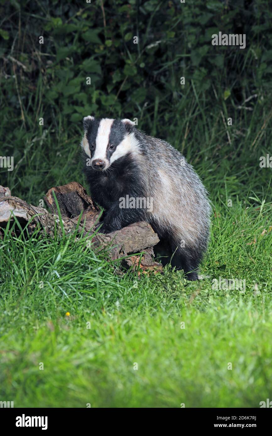 Badger on log hi-res stock photography and images - Alamy